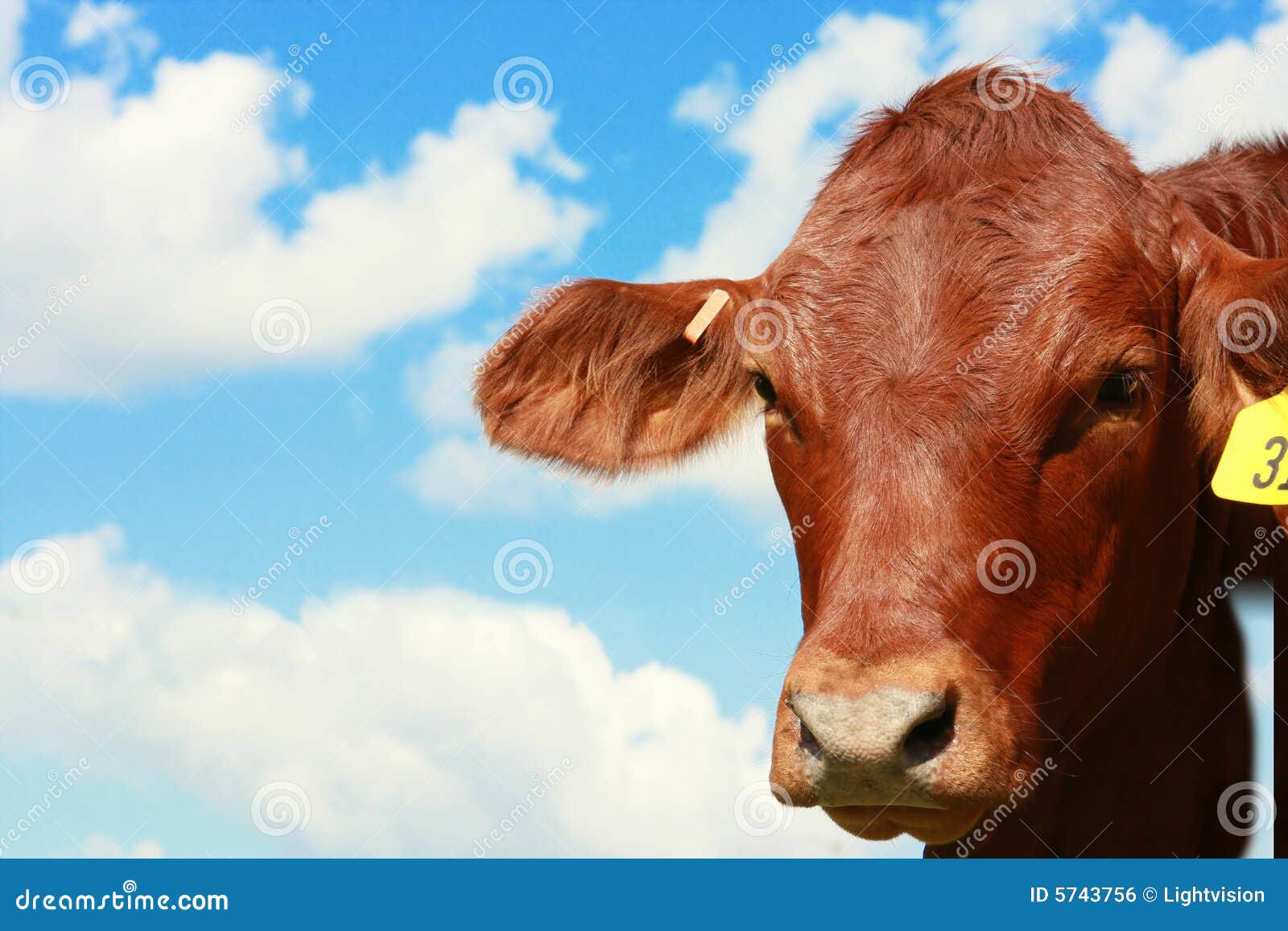 Cow with sky stock photo. Image of angus, mouth, sunny - 5743756