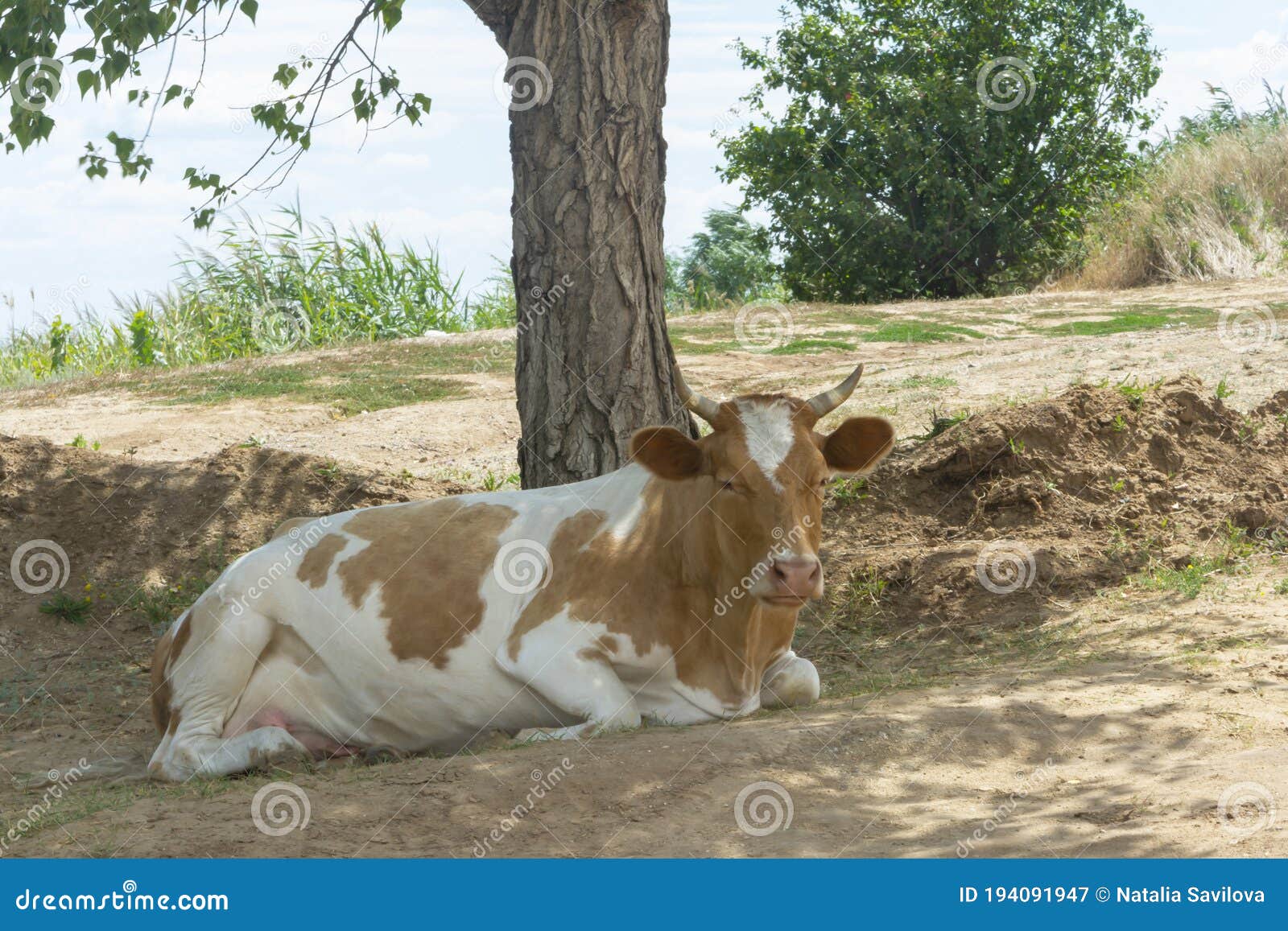 Cow Sleeps Under Tree in the Open Air. Selective Focus, Close-up Stock ...