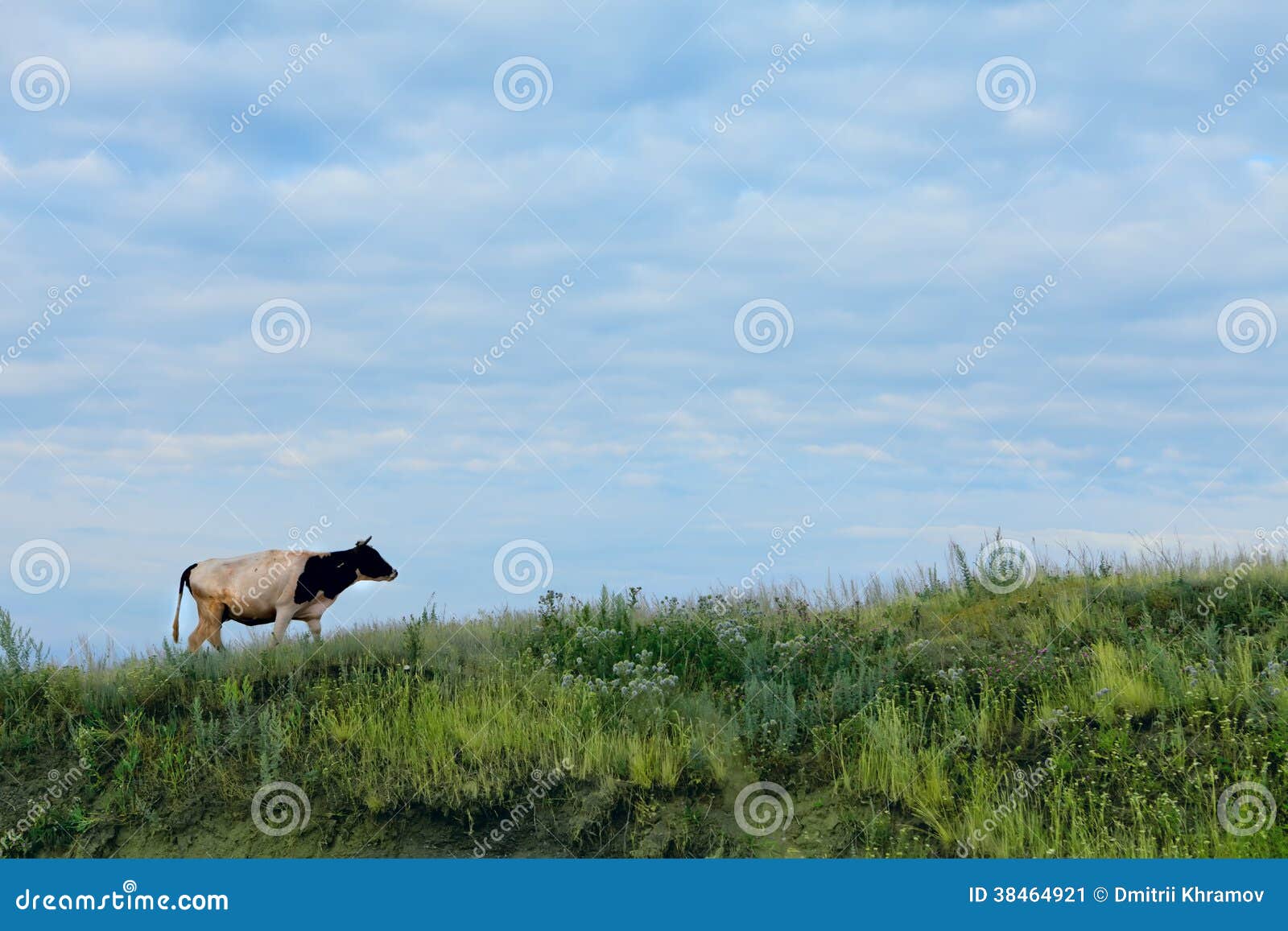 Cow on Slope of Green Grass on Background of Blue Sky Stock Image ...
