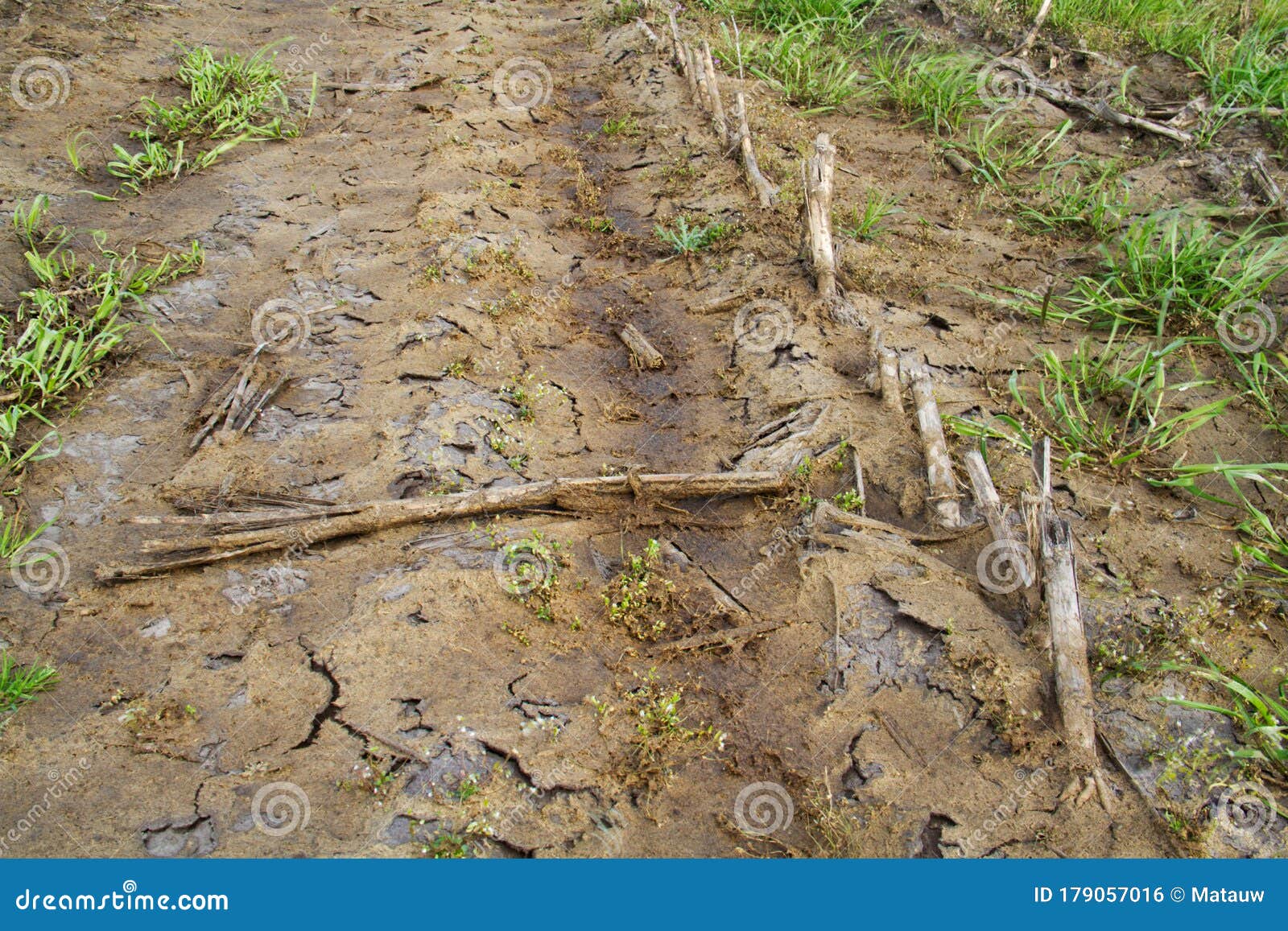 Manure on a field stock photo. Image of slurry, spring - 179057016