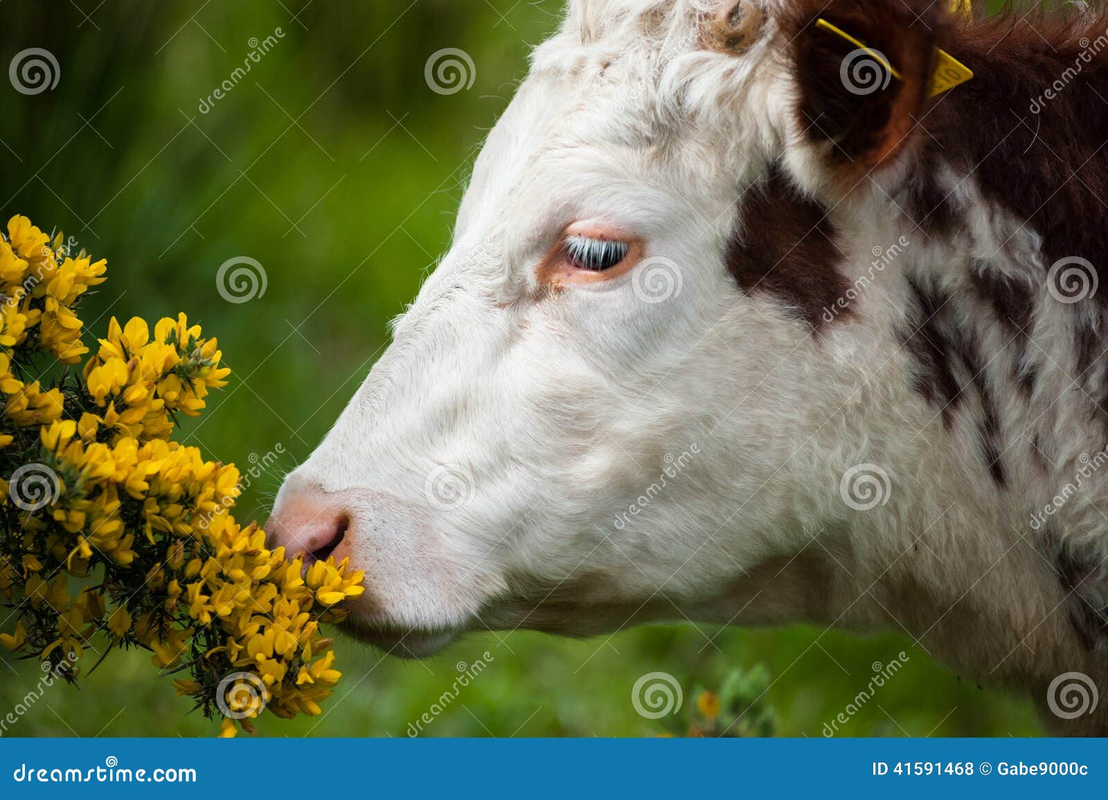 Cow smelling the flowers stock photo. Image of pasture - 41591468