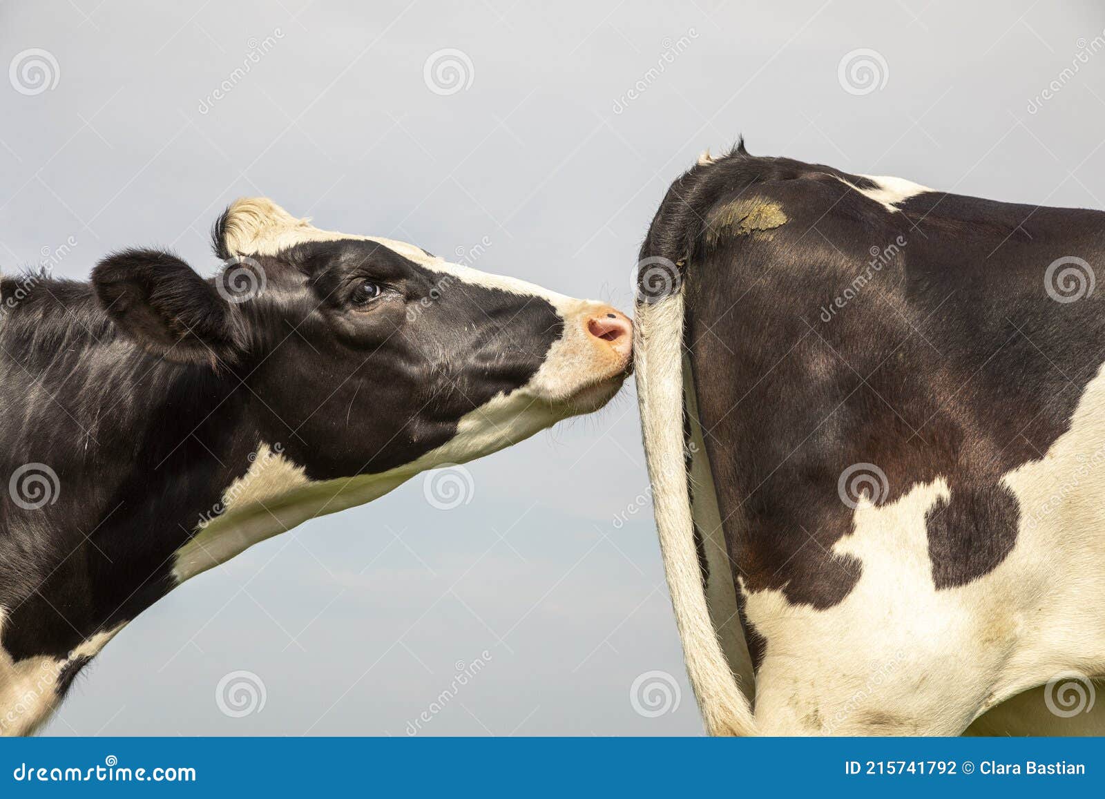 Cow Smells on the Back of Another Black and White Cow, Close Up Sniffs ...