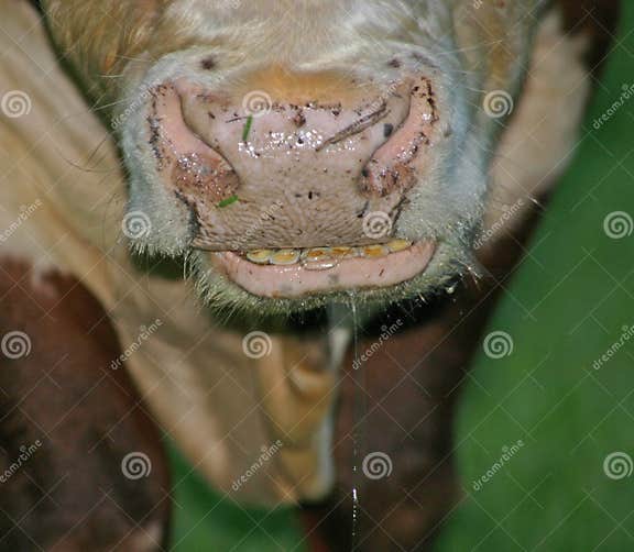 Cow Smile stock image. Image of pink, cows, slobbers, smile - 149981