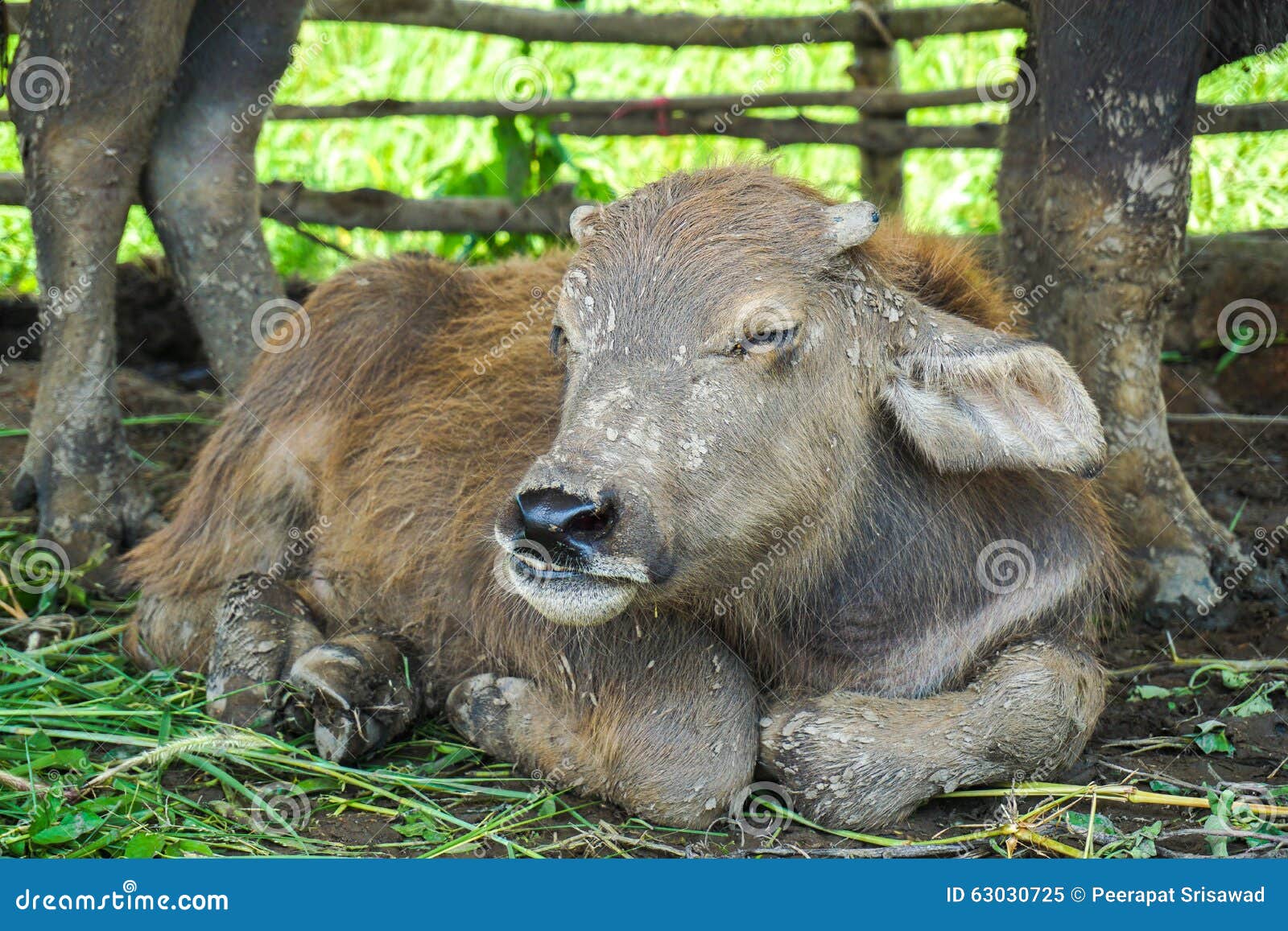 Cow smile stock image. Image of beast, meadow, economy - 63030725