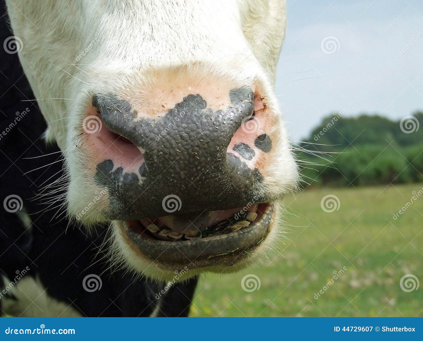 Cow smiling stock image. Image of white, looking, meadow - 44729607