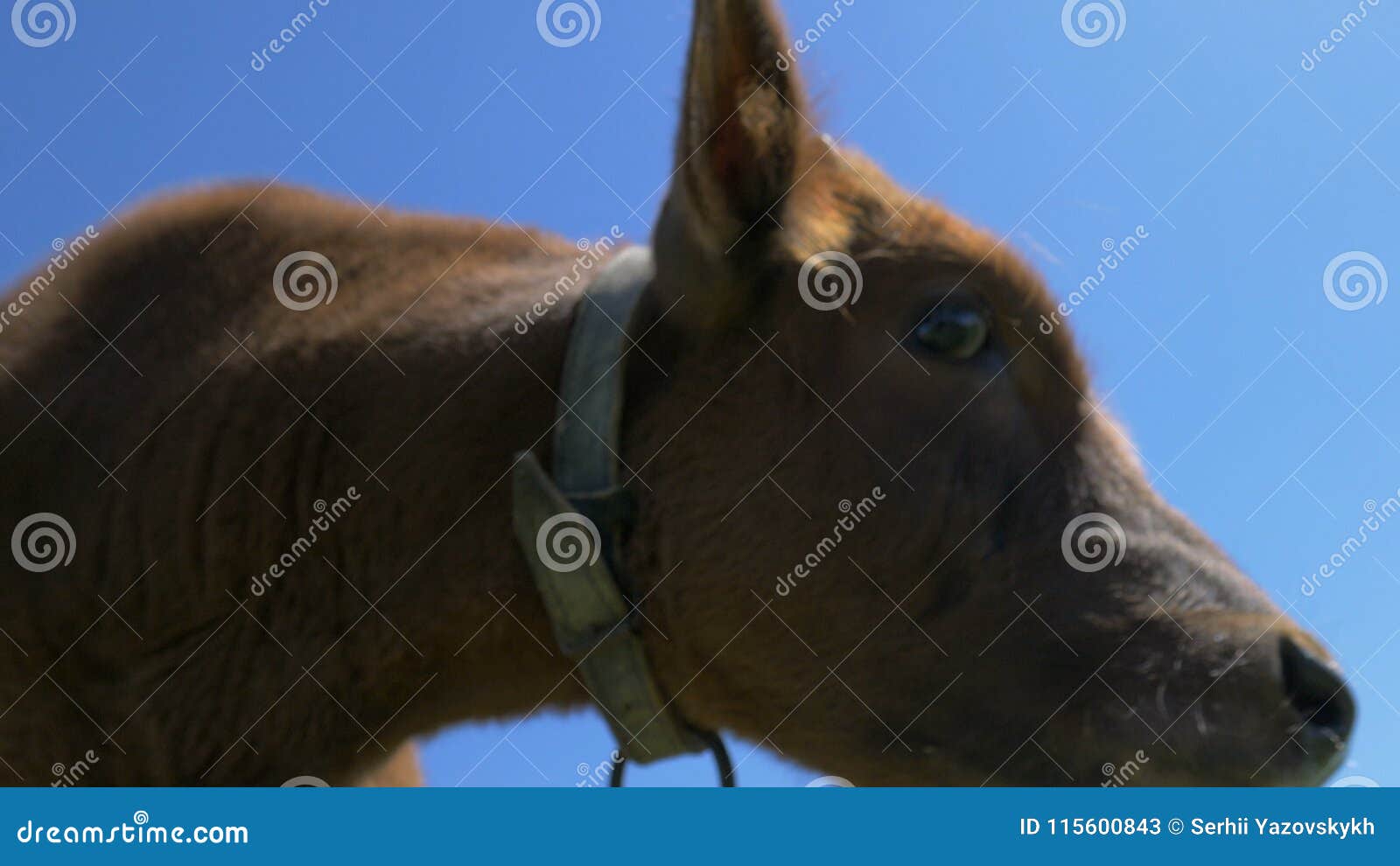 Cow Sniffing the Camera, 4k Stock Video - Video of agricultural, nature ...