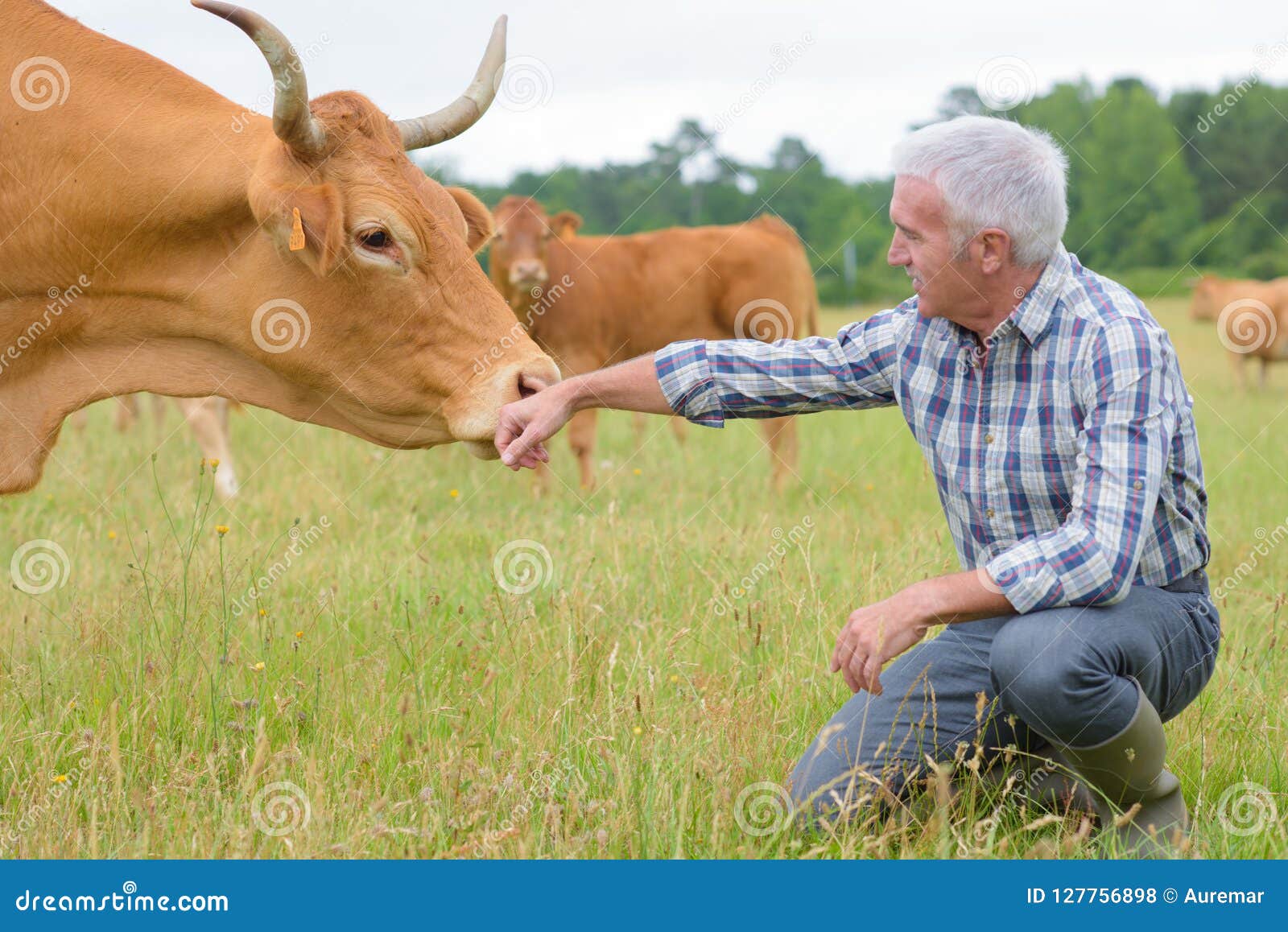 Cow sniffng farmer`s hand stock photo. Image of environment - 127756898