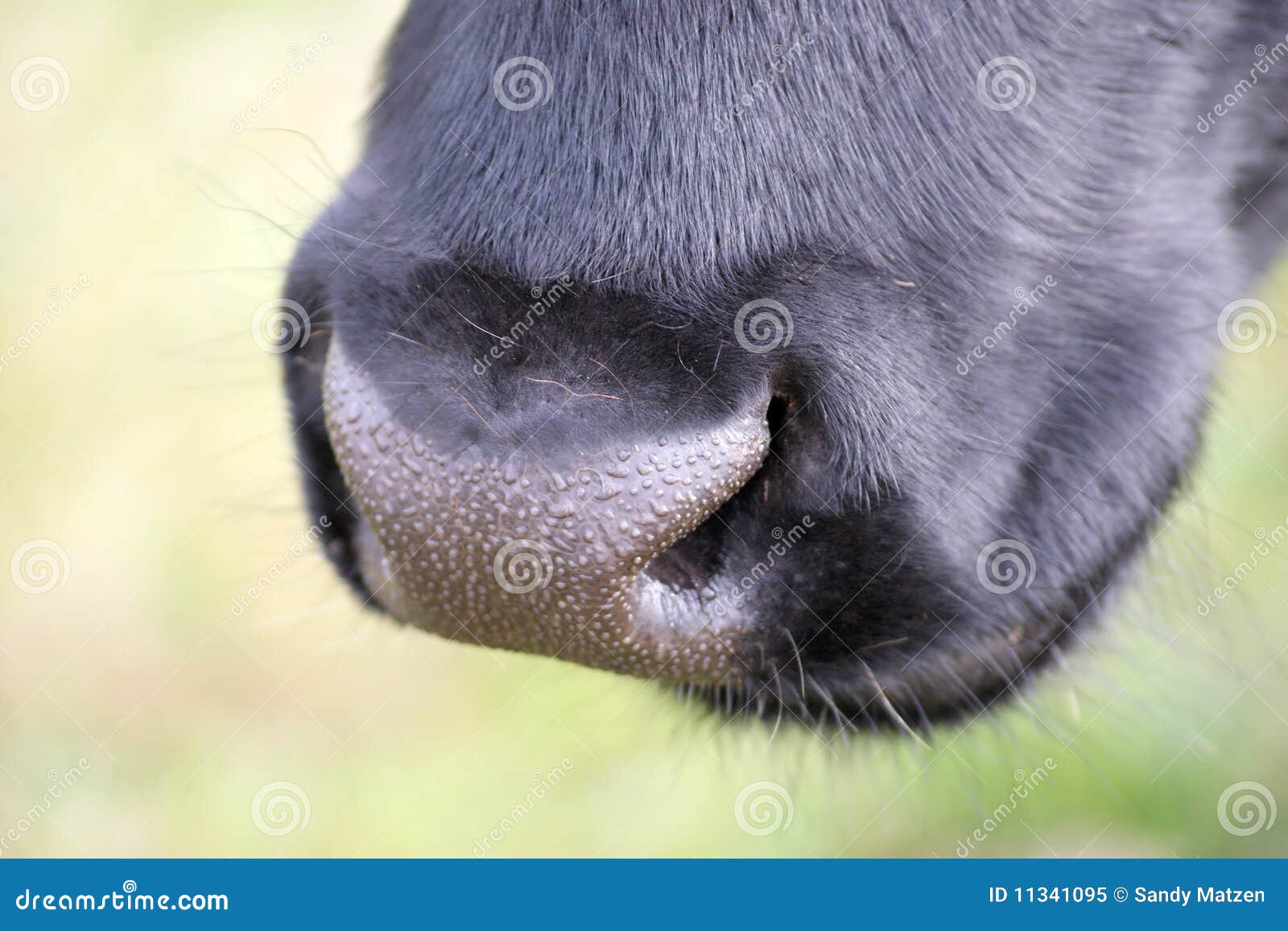 Cow snout close up stock image. Image of mouth, nose - 11341095