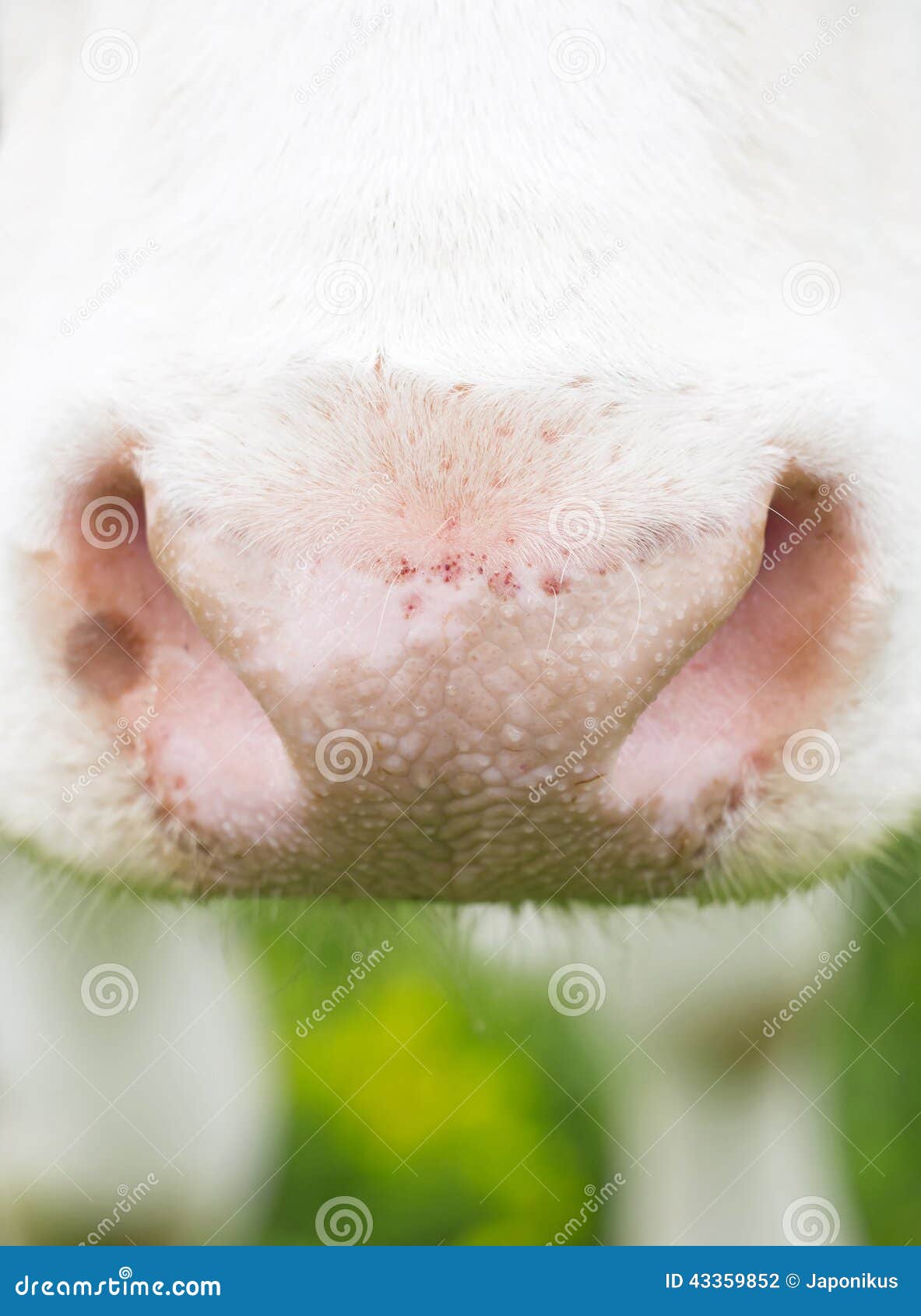 Cow snout stock photo. Image of body, agriculture, look - 43359852