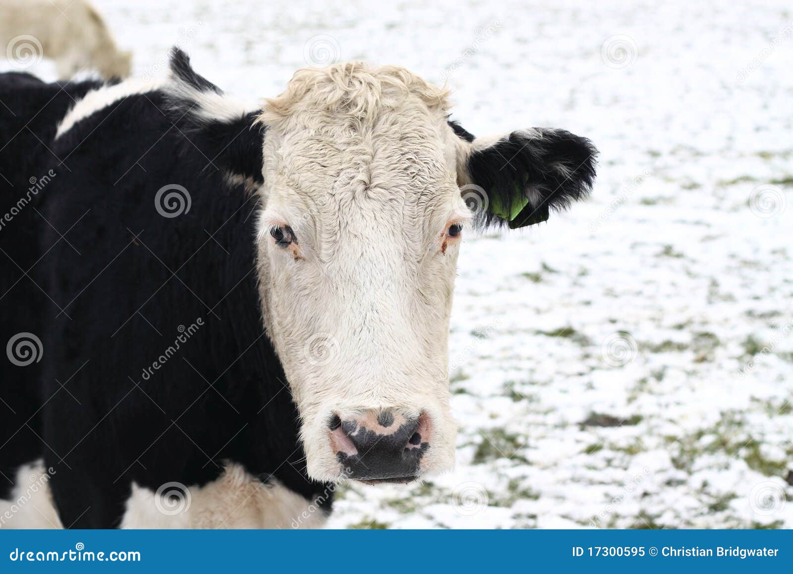 Cow in snow stock image. Image of frozen, graze, field - 17300595
