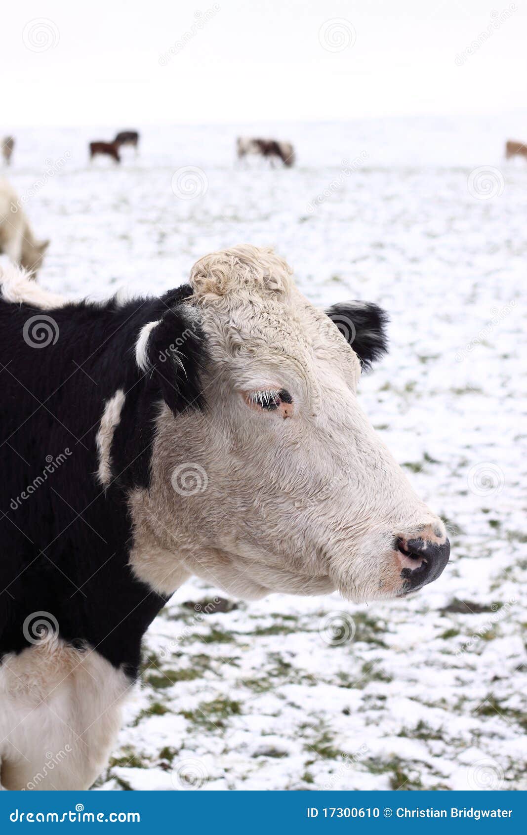 Cow in snow stock photo. Image of graze, freeze, cattle - 17300610
