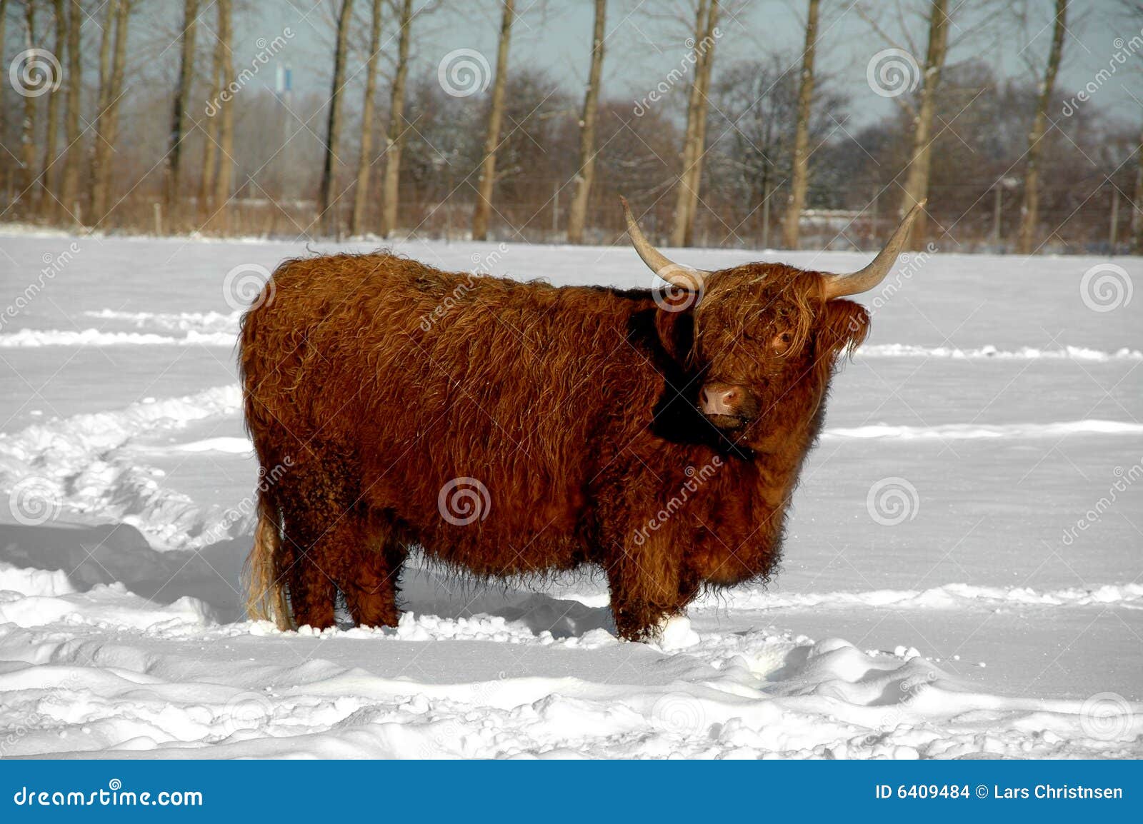 Cow in snow stock photo. Image of livestock, hairy, cold - 6409484