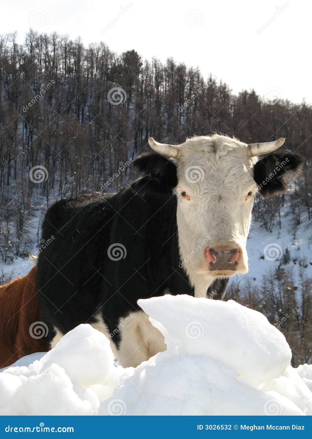 Cow in snow, Argentina stock photo. Image of wildlife - 3026532