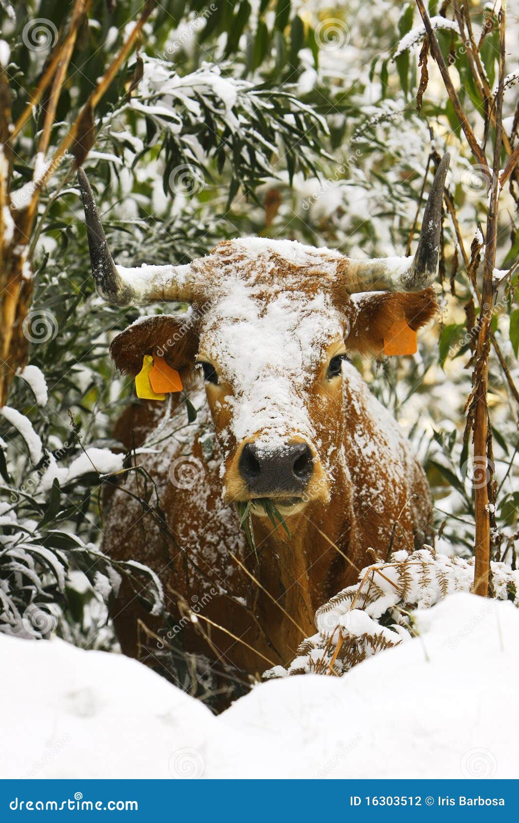 Cow with snow on the bush stock photo. Image of bush - 16303512
