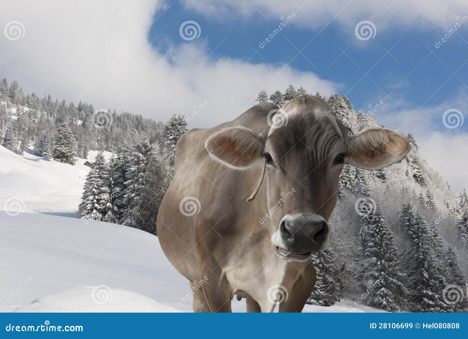 Cow in snow covered alps stock image. Image of brown - 28106699