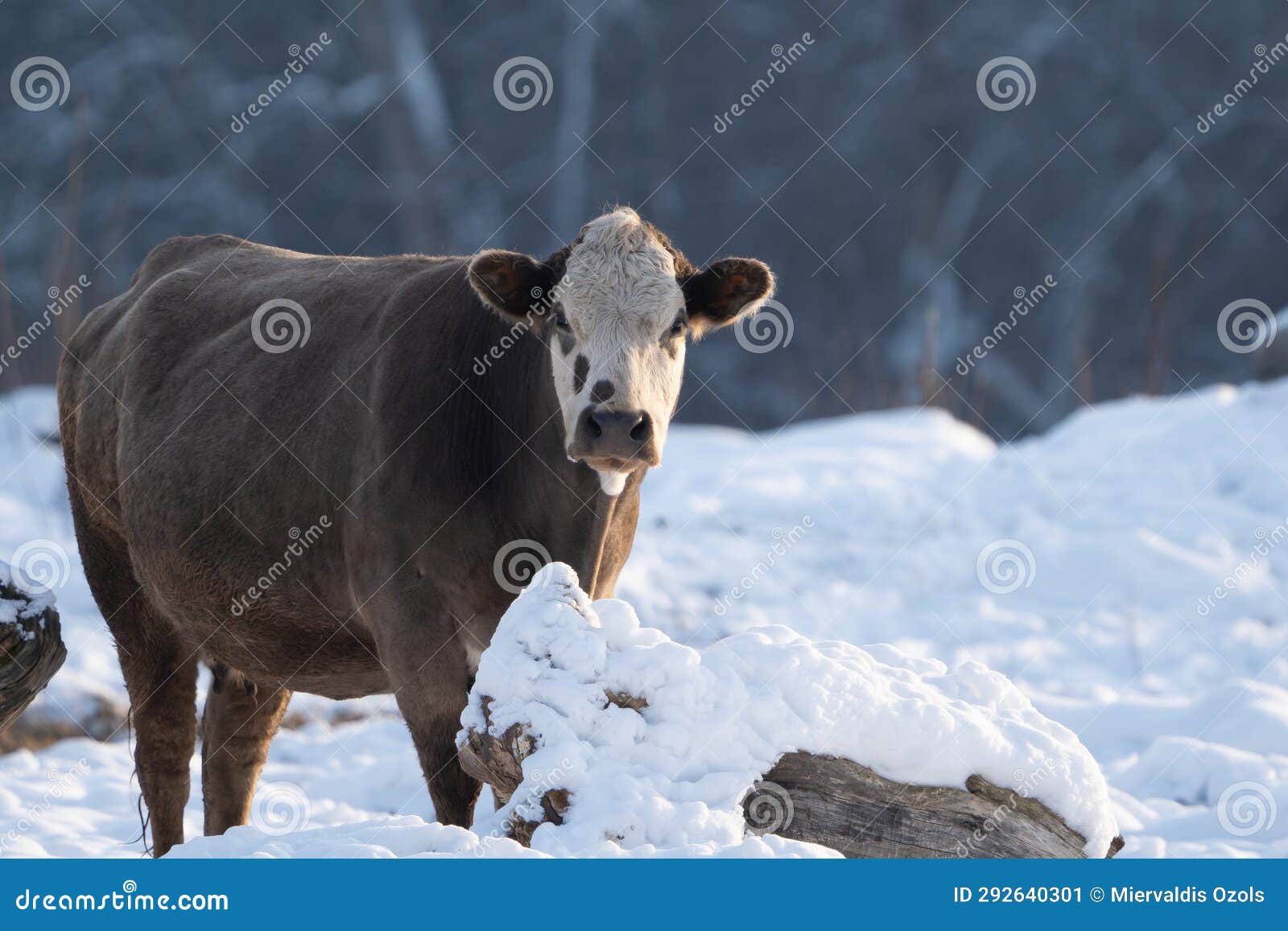 Cow in the snow stock image. Image of food, cold, snow - 292640301