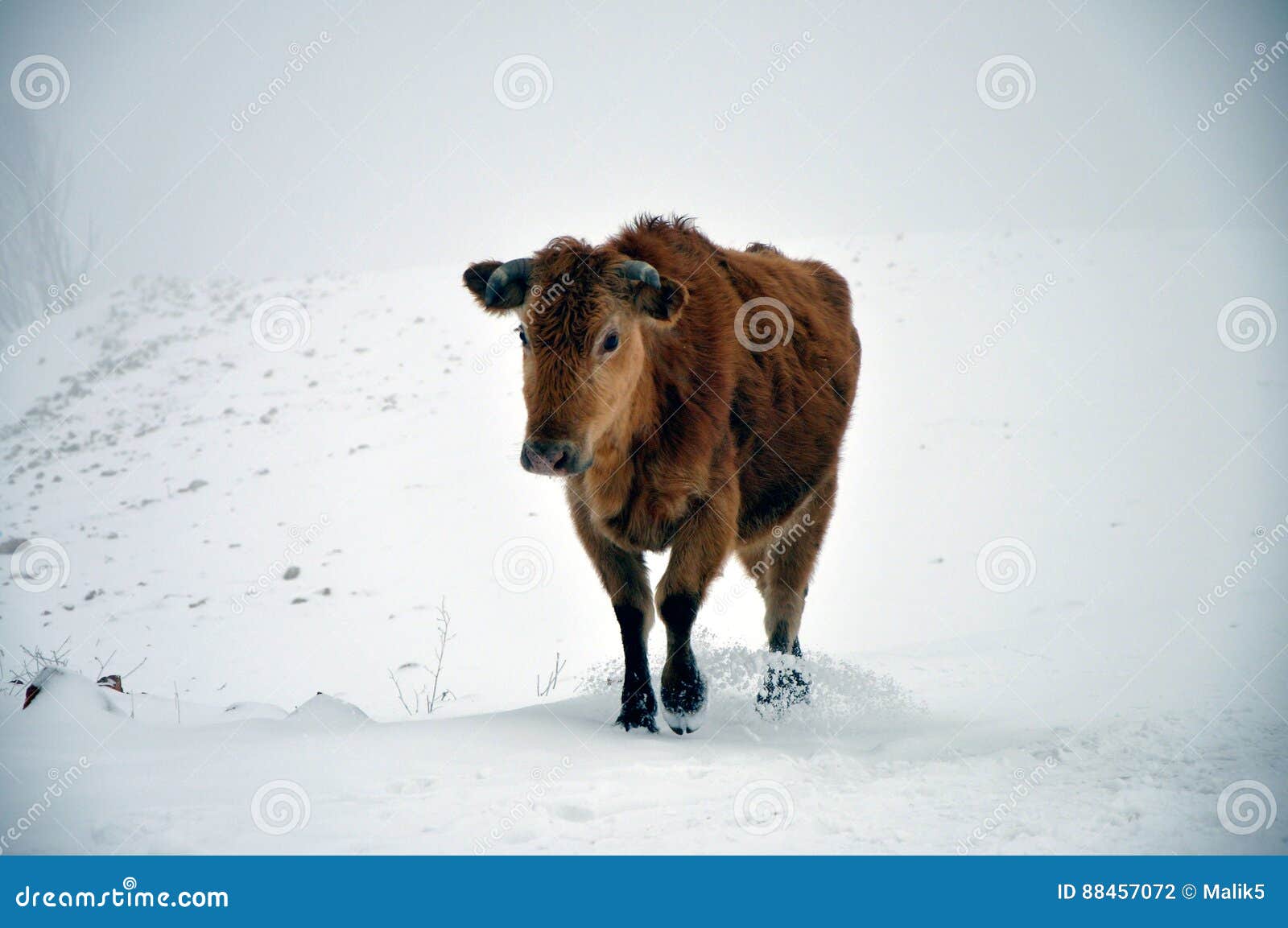 Cow in snow stock photo. Image of meat, industries, mammals - 88457072
