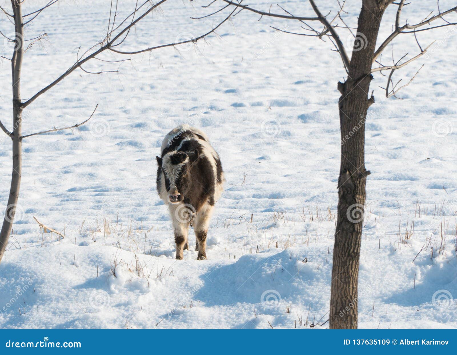 Cow in the snow stock image. Image of cold, snow, season - 137635109