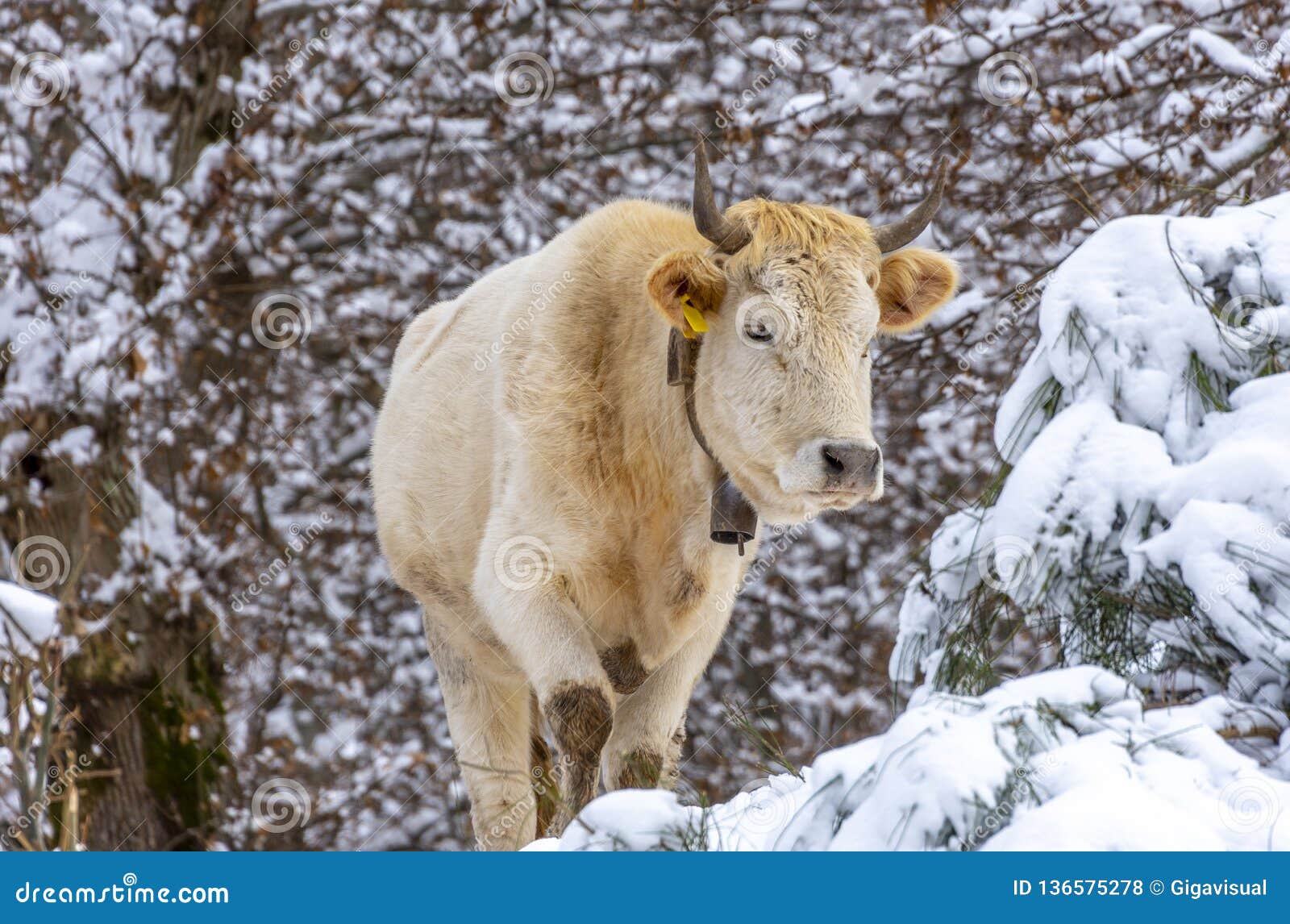 Cow on the snow stock photo. Image of winter, grass - 136575278
