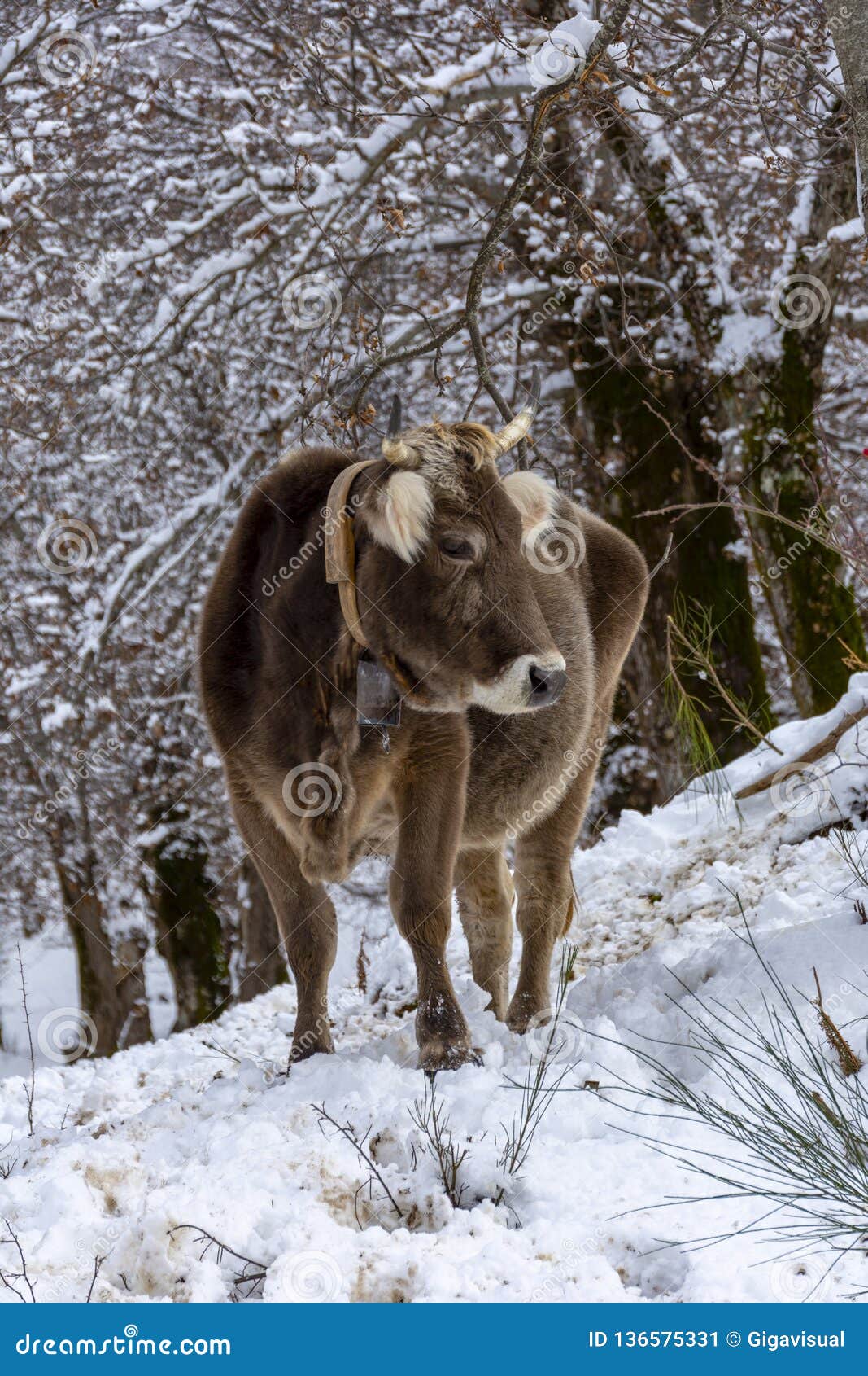 Cow on the snow stock image. Image of rural, milk, agriculture - 136575331
