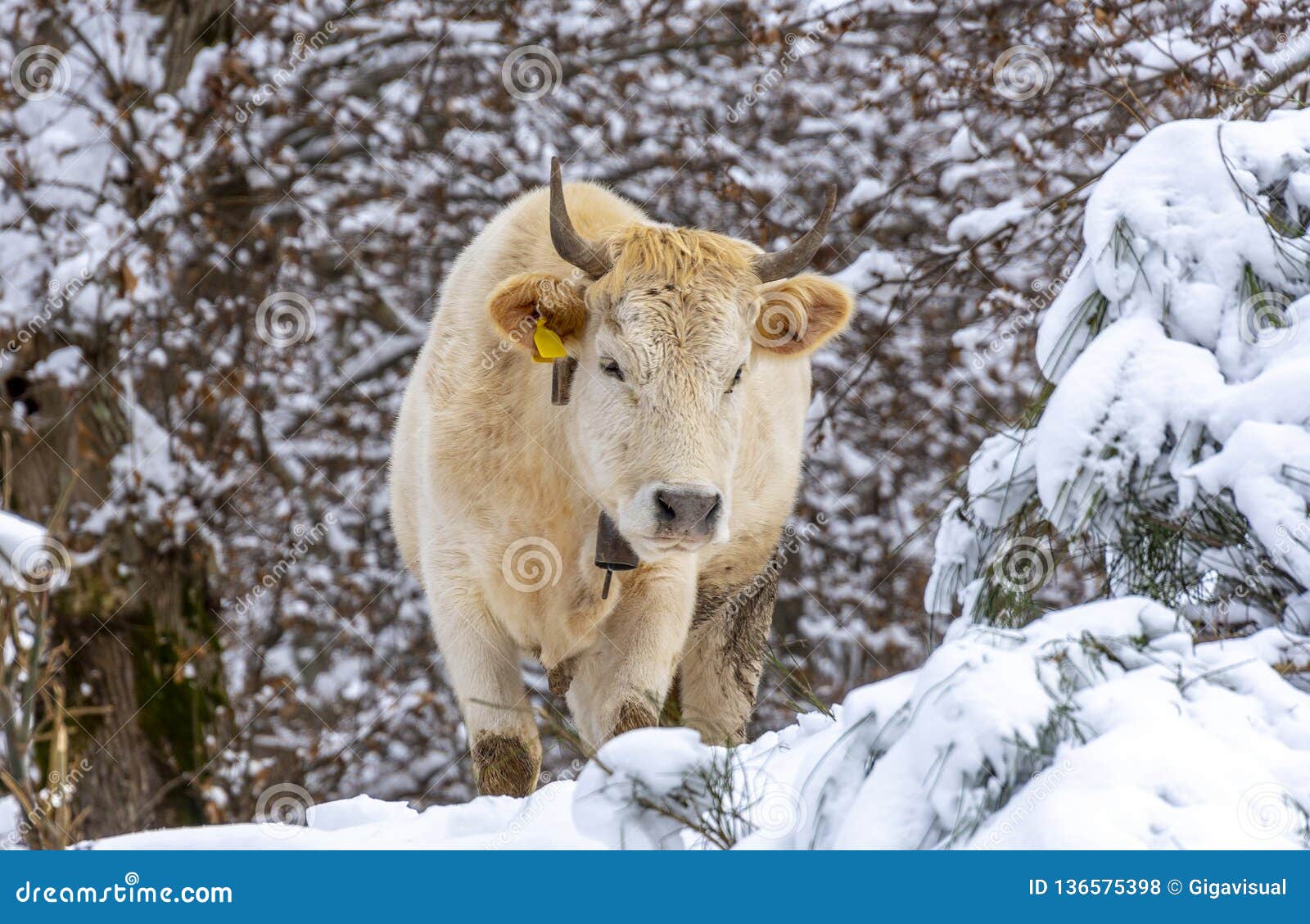 Cow on the snow stock photo. Image of beef, milk, cute - 136575398