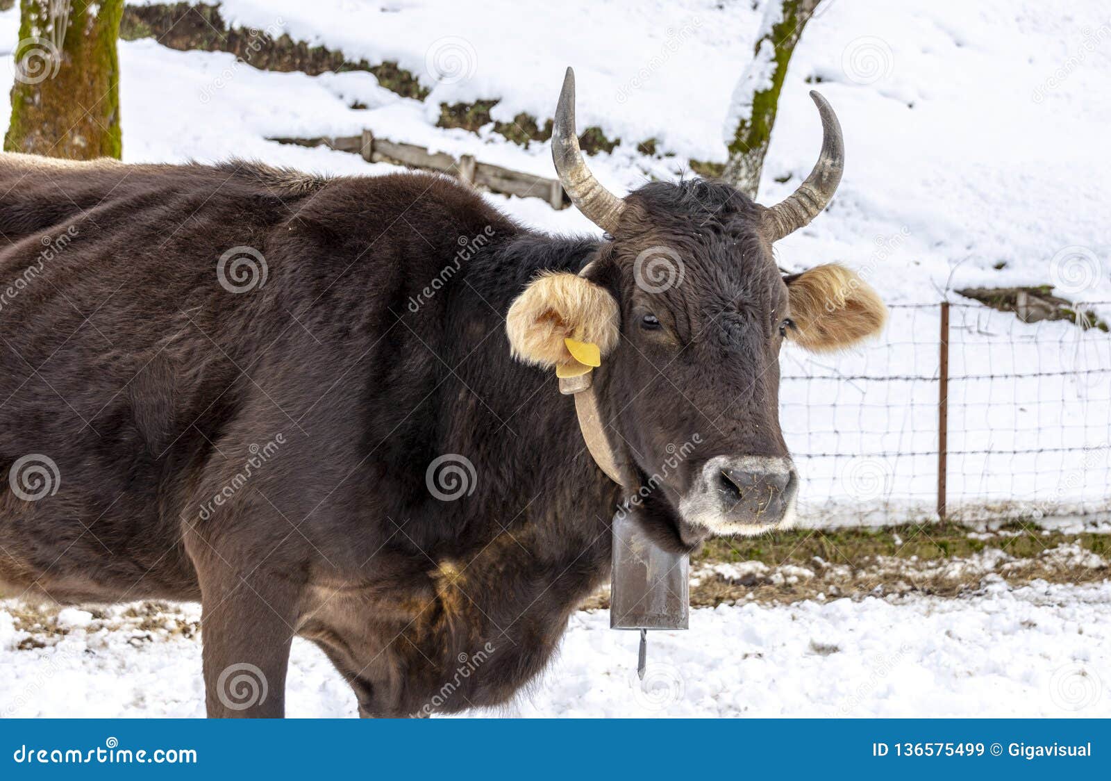 Cow on the snow stock image. Image of beef, nature, rural - 136575499