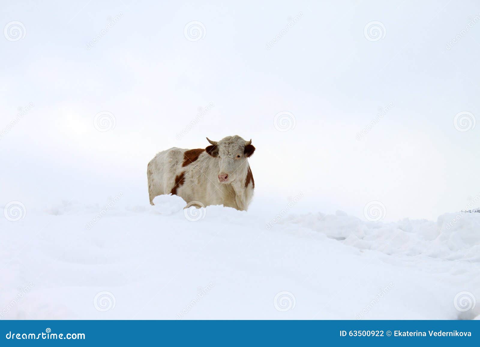 Cow in the snow stock photo. Image of mammals, animals - 63500922