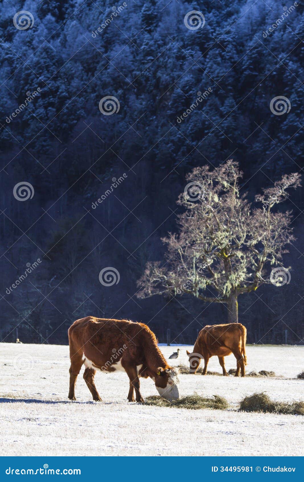 Cow on the snow stock image. Image of natural, grass - 34495981