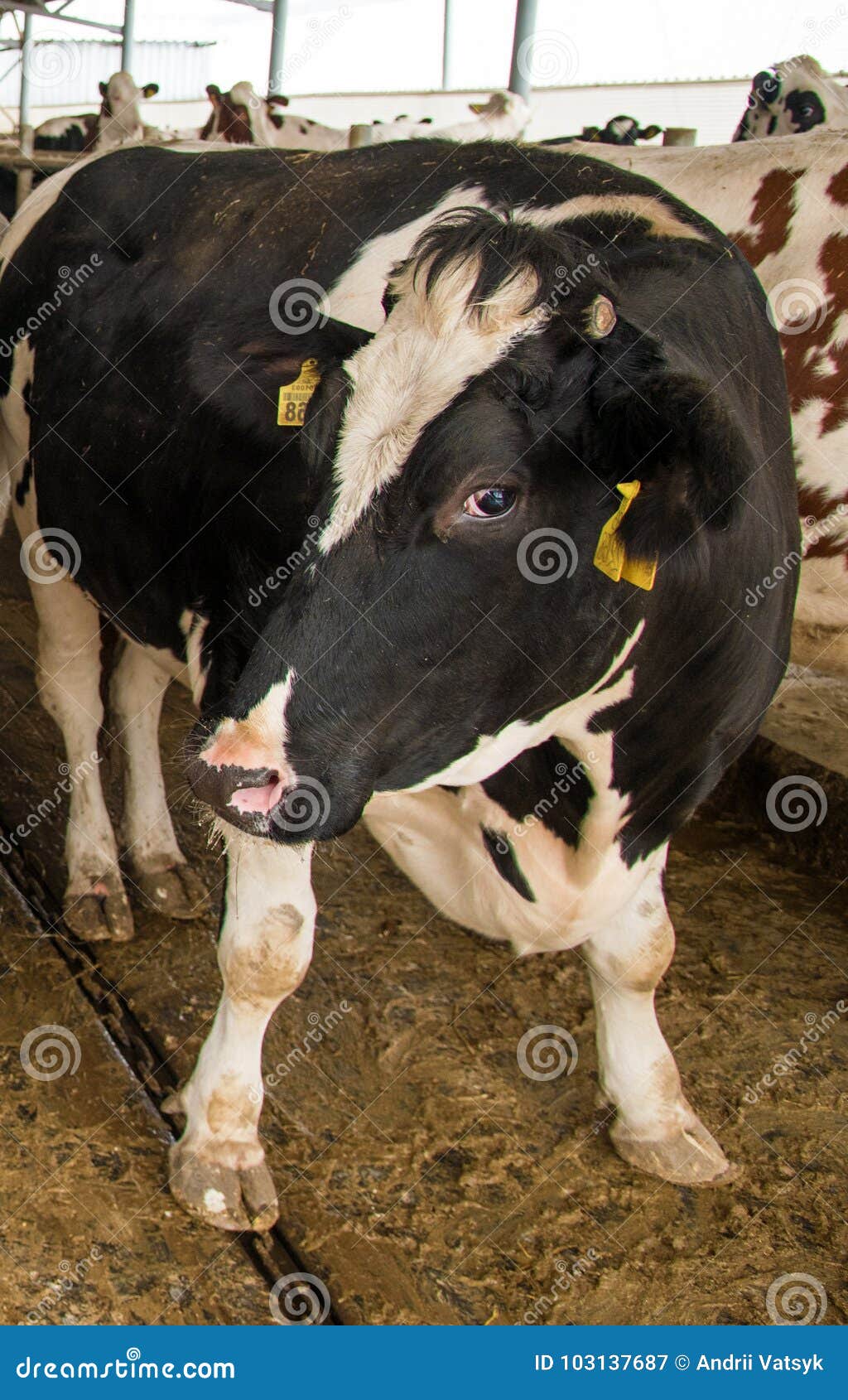 Cow in a Soldier`s Pose on the Farm Stock Image - Image of animal ...