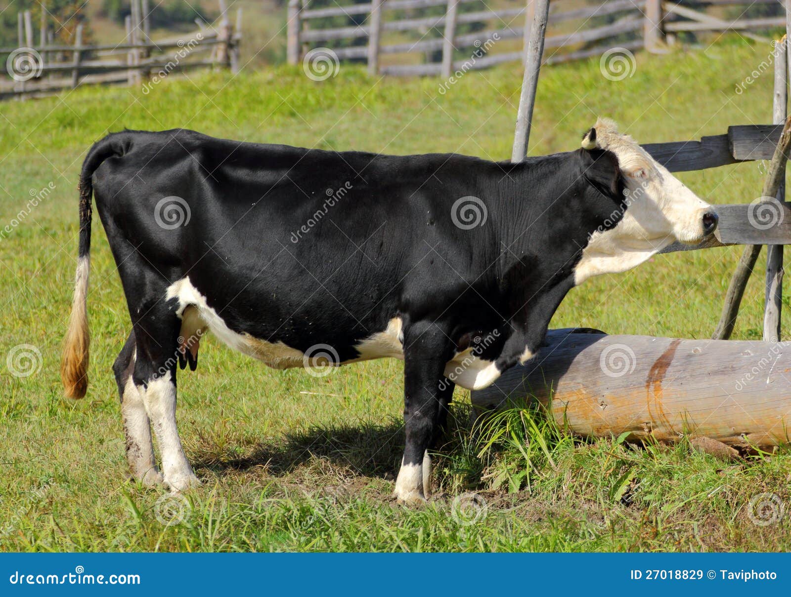 Cow at a spring stock image. Image of standing, holstein - 27018829