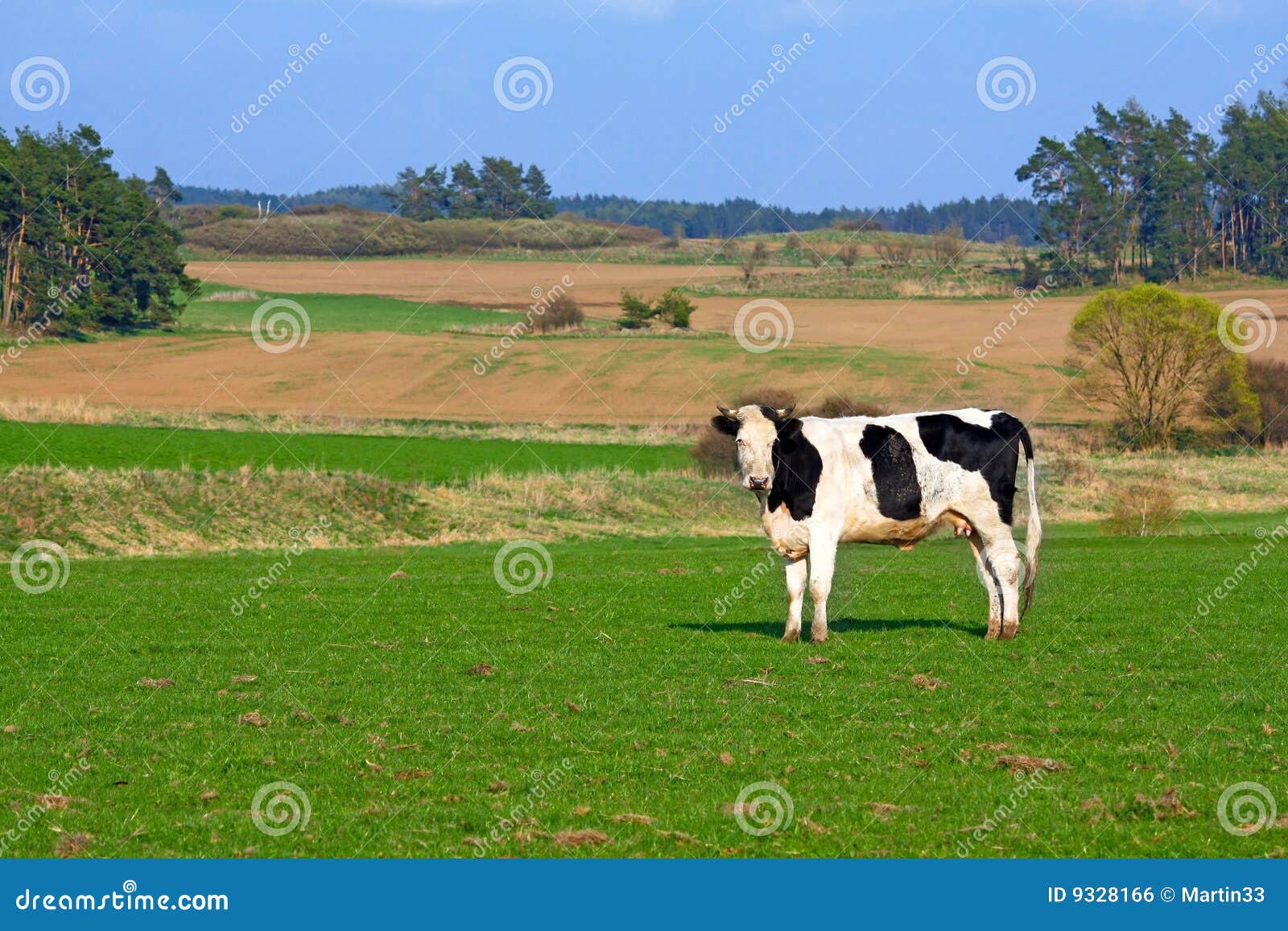 Cow in spring landscape stock photo. Image of green, farm - 9328166