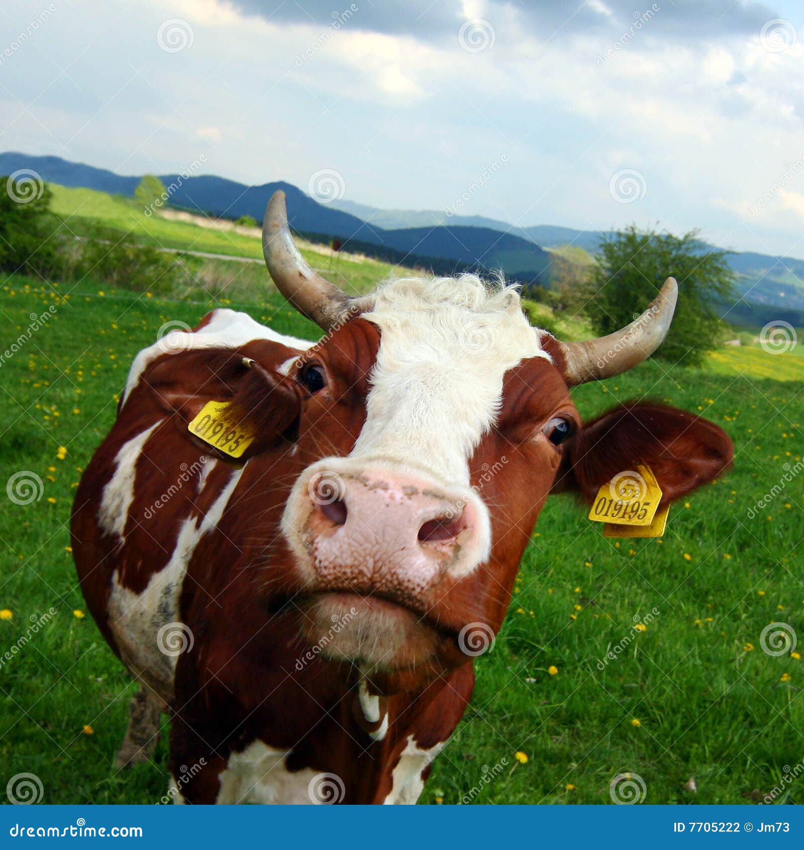 Cow on the spring pasture stock photo. Image of countryside - 7705222