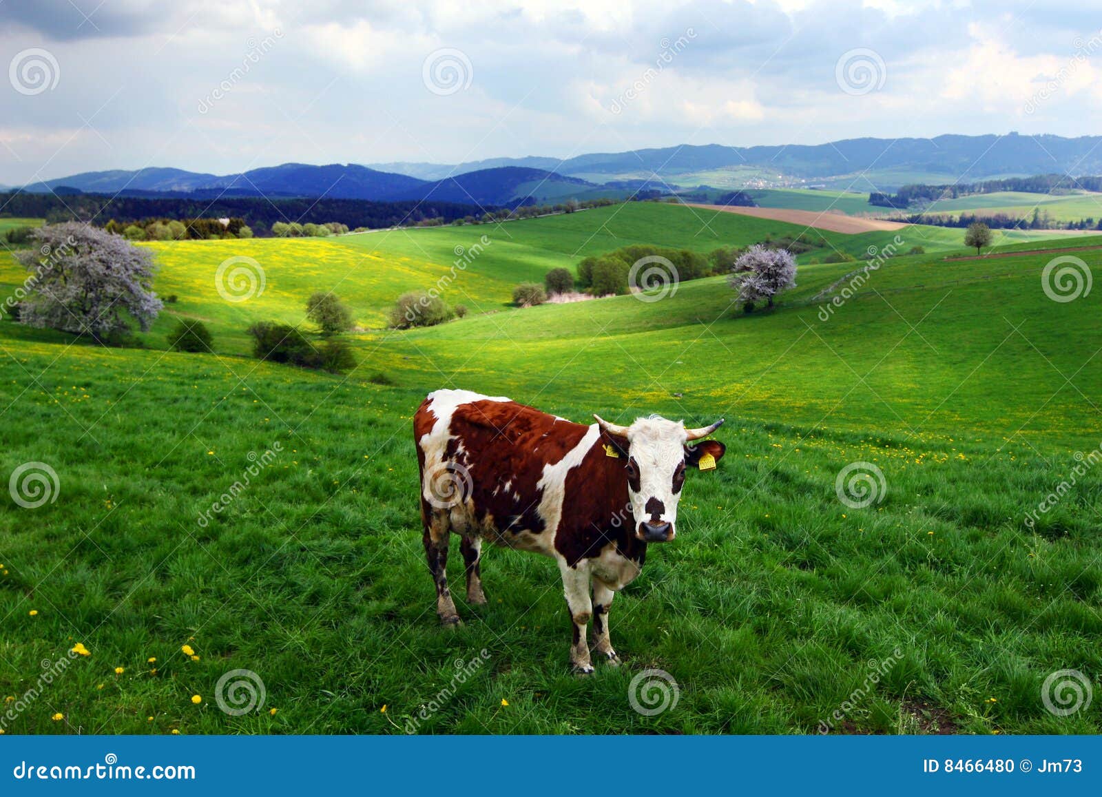 Cow on the spring pasture stock photo. Image of milker - 8466480