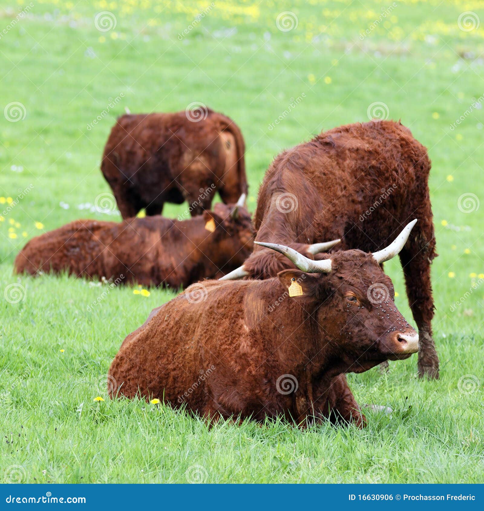 Cow square stock photo. Image of milk, farming, plain - 16630906