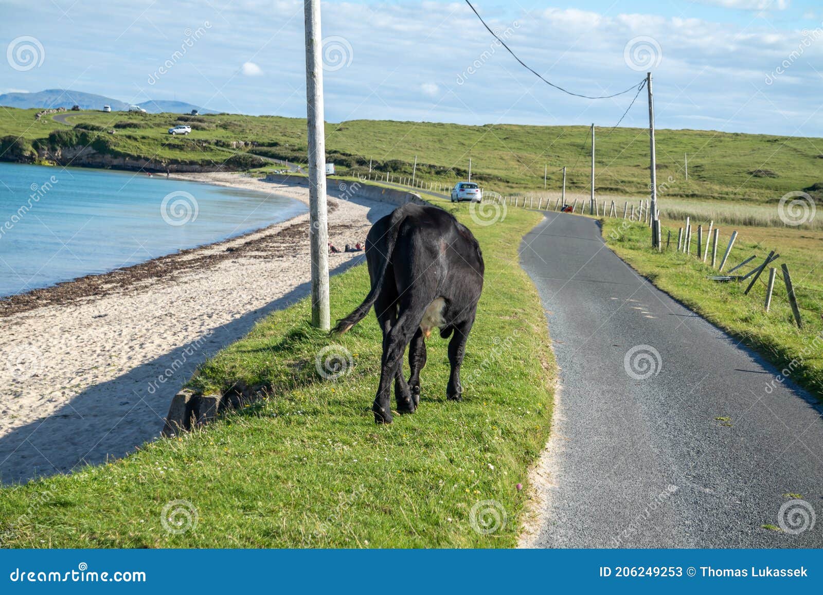 Cow at St Johns Point Beach in County DOnegal - Ireland Stock Image ...