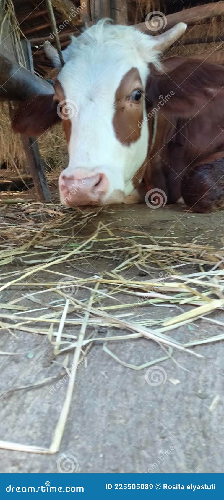 A cow in the stable stock image. Image of goats, horse - 225505089
