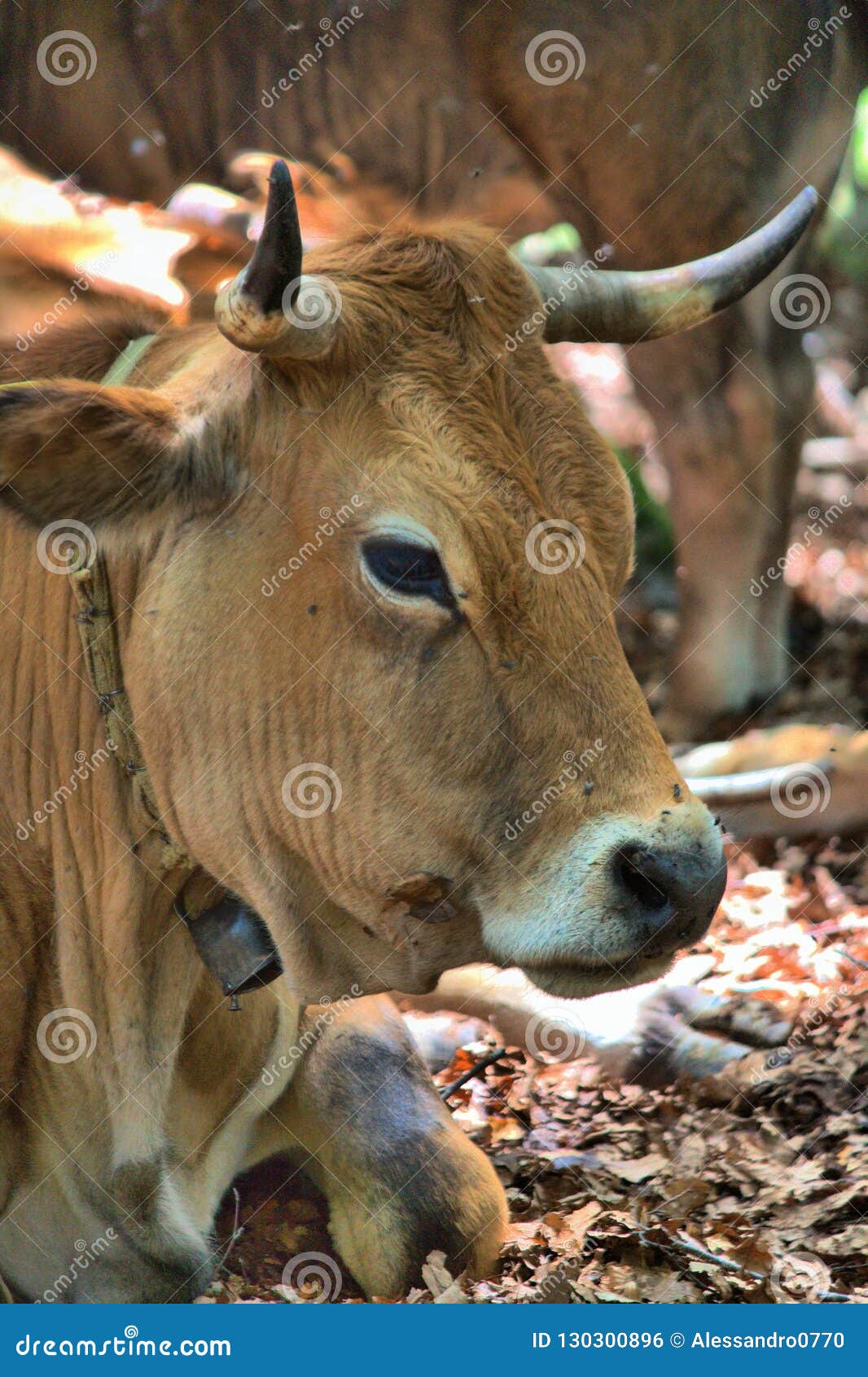 Cow in a stable stock photo. Image of youngstock, wait - 130300896