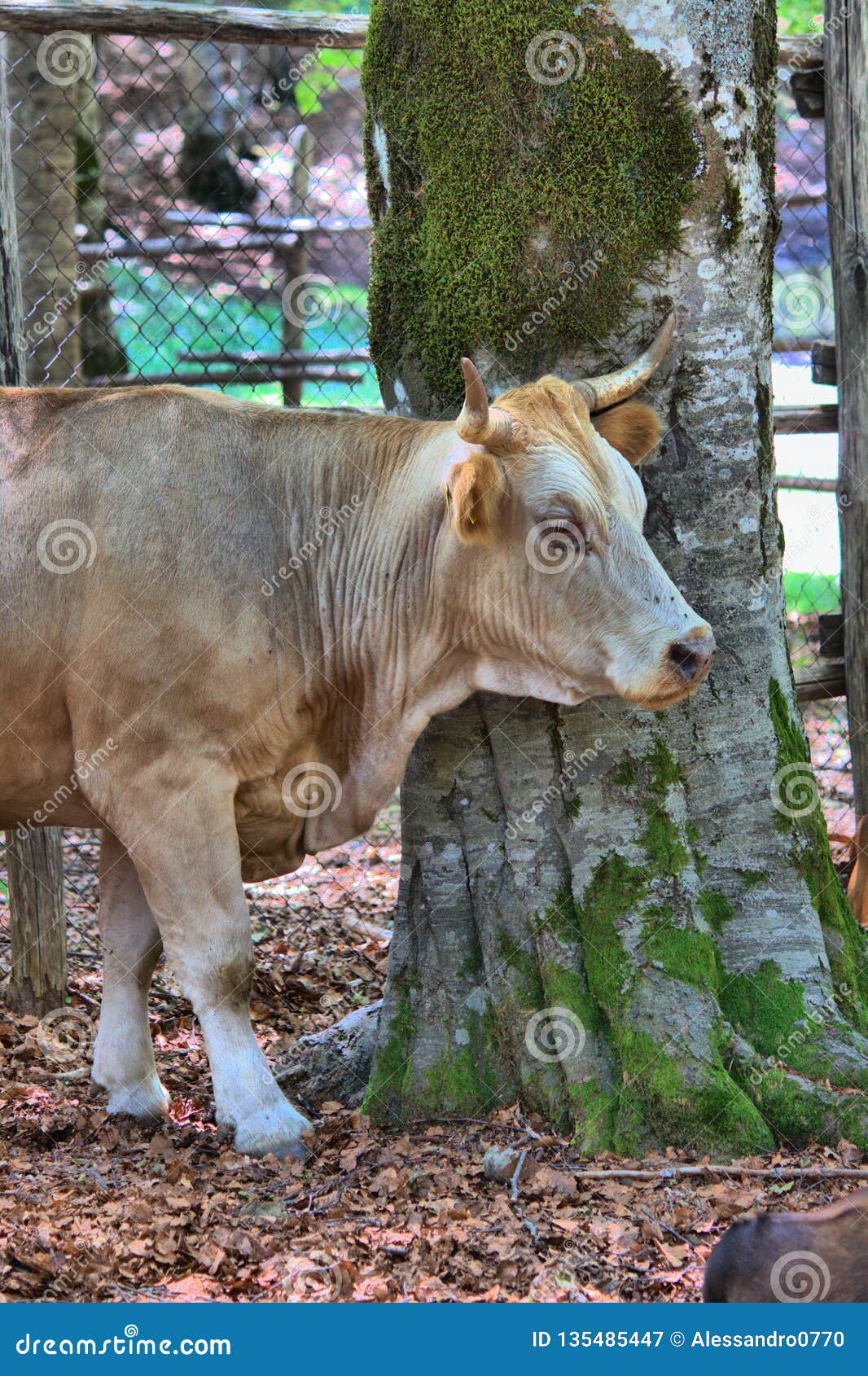 Cow in a stable stock image. Image of wait, animals - 135485447