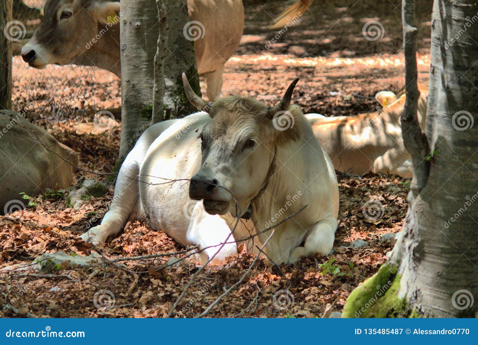 Cow in a stable stock image. Image of inside, graziery - 135485487