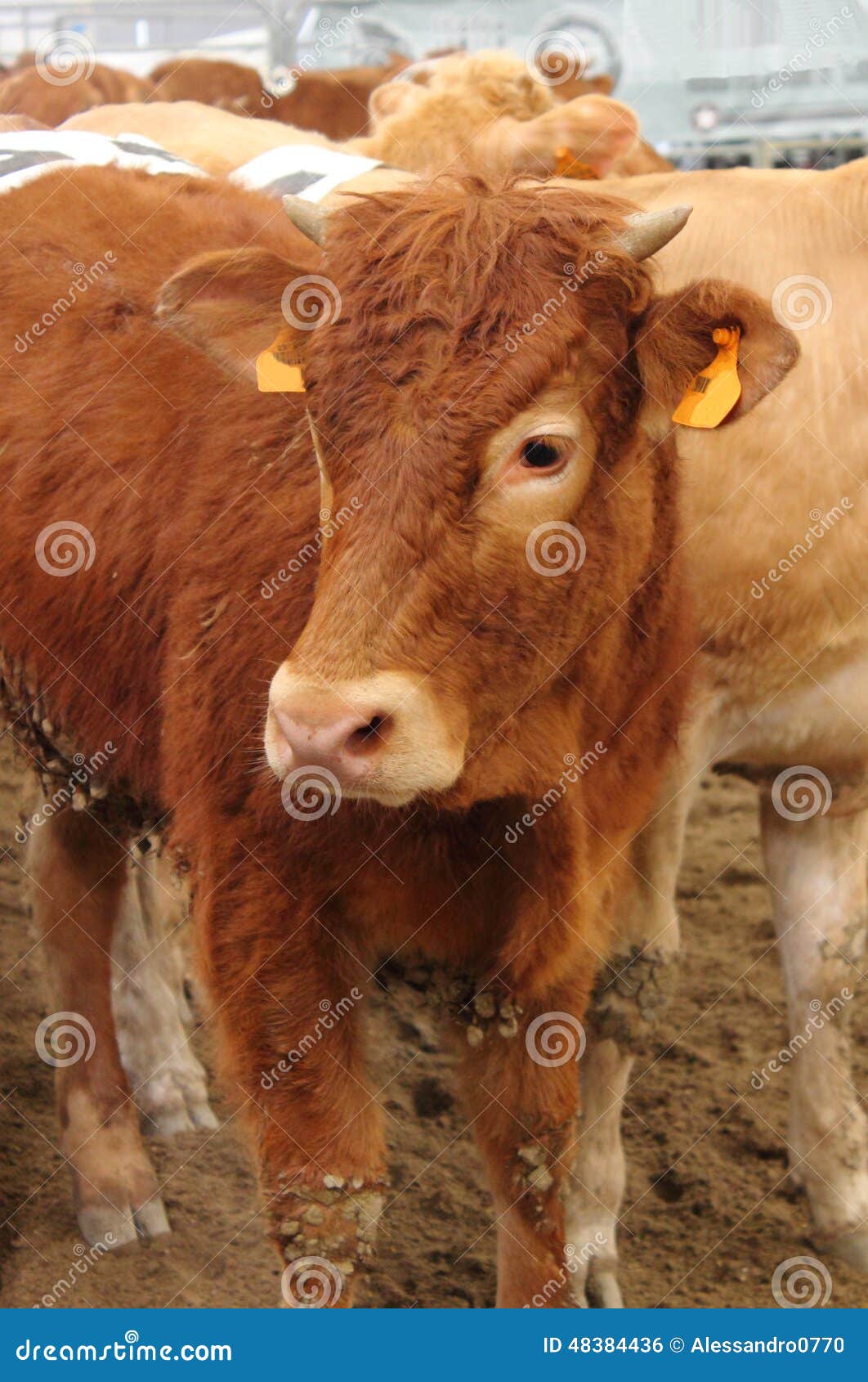 Cow in a stable stock photo. Image of breeding, animals - 48384436