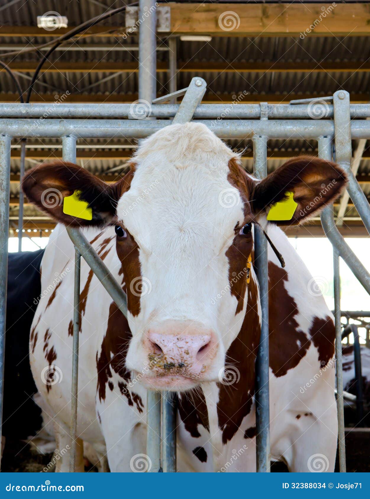 Cow in a stable stock photo. Image of holstein, meat - 32388034
