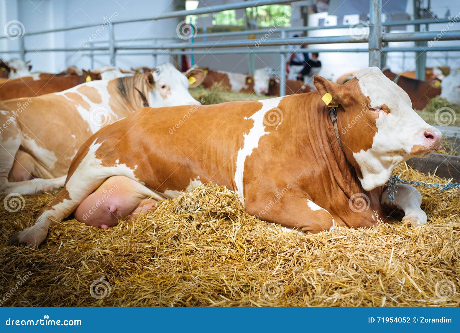 Cow in a stable stock photo. Image of industrial, bull - 71954052
