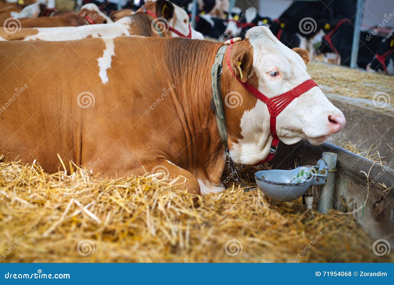 Cow in a stable stock photo. Image of meat, head, animal - 71954068