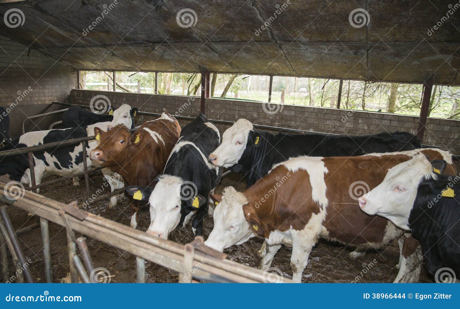 Cow in a stable on a farm stock photo. Image of mammal - 38966444