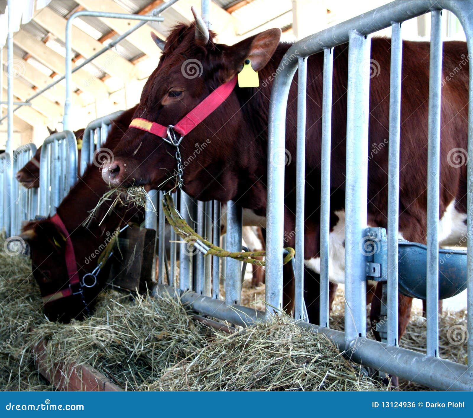 Cow in the stable feeding stock photo. Image of pasture - 13124936