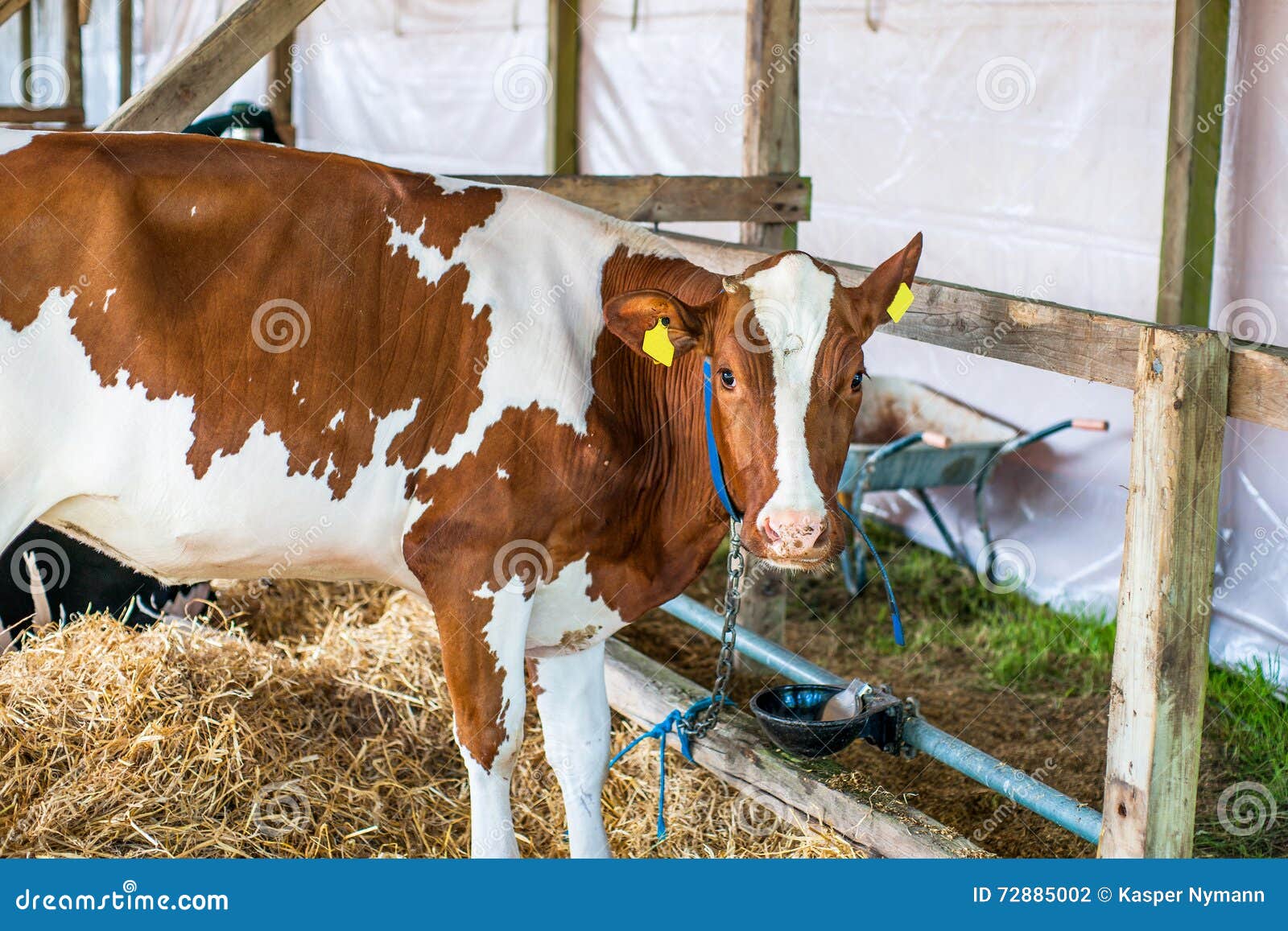 Cow in a stable with hay stock photo. Image of country - 72885002