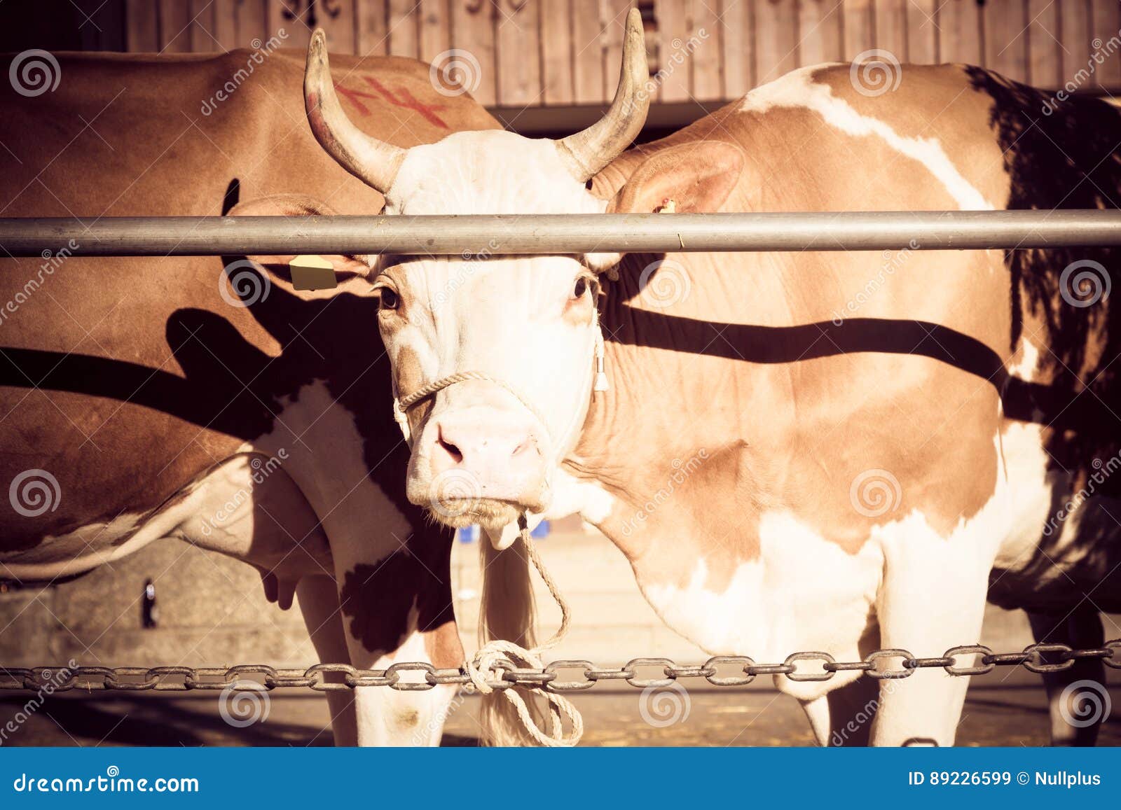 Cow in Stable stock image. Image of swiss, ranch, dairy - 89226599