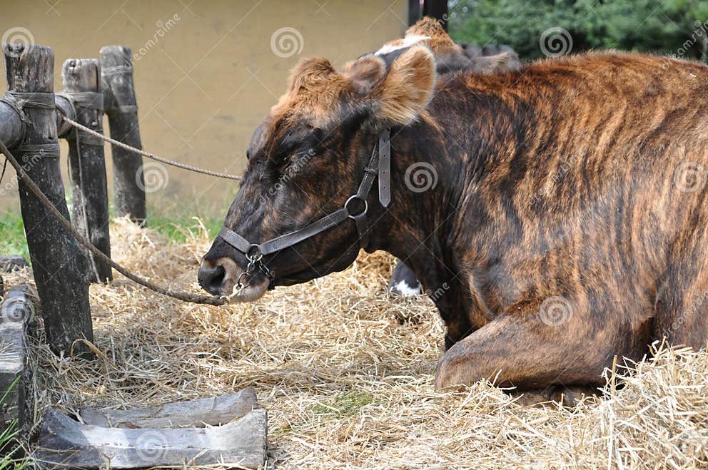 Cow in stable stock image. Image of ranch, oldfashioned - 97216829