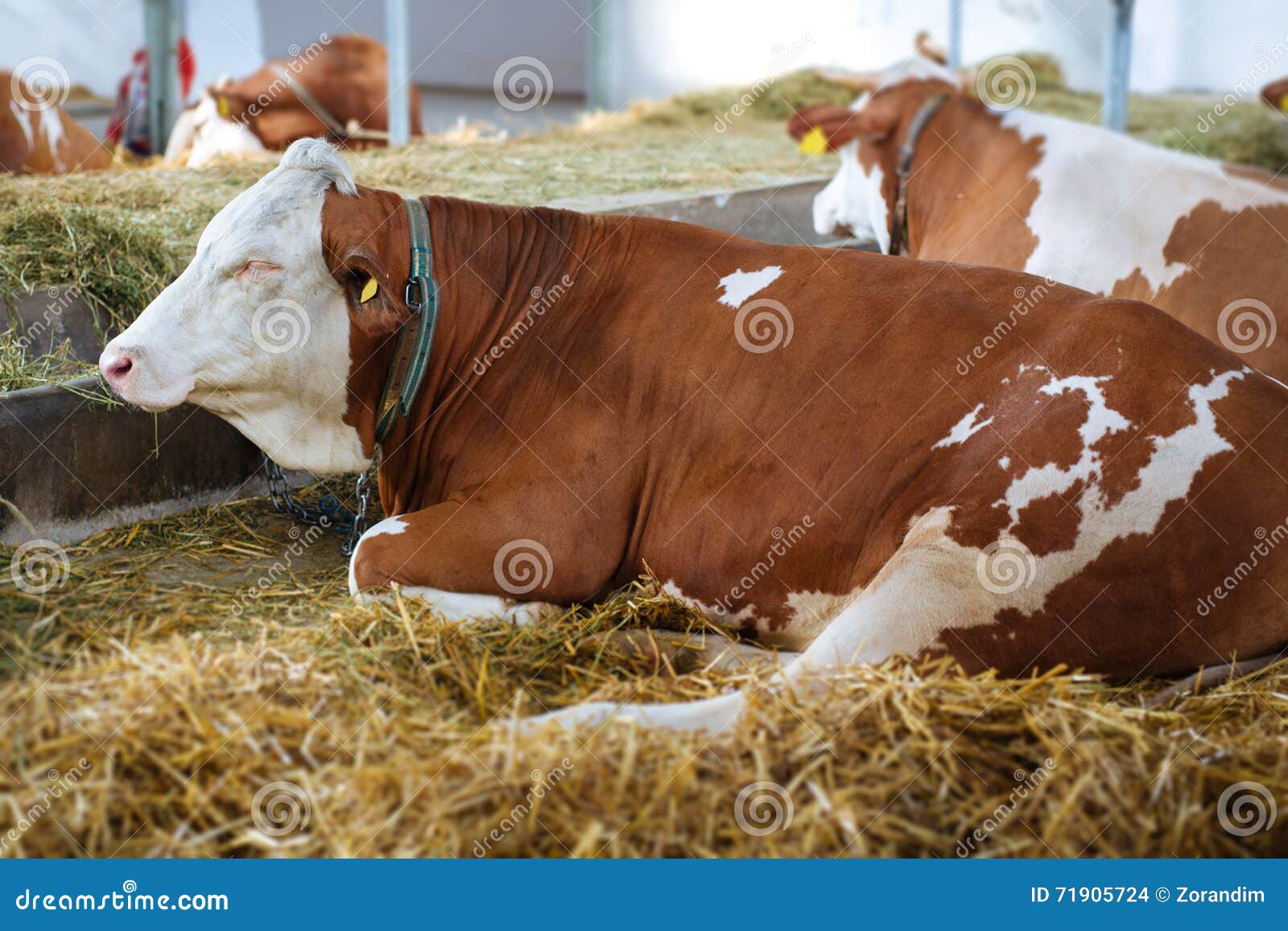 Cow in a stable stock photo. Image of agriculture, indoors - 71905724