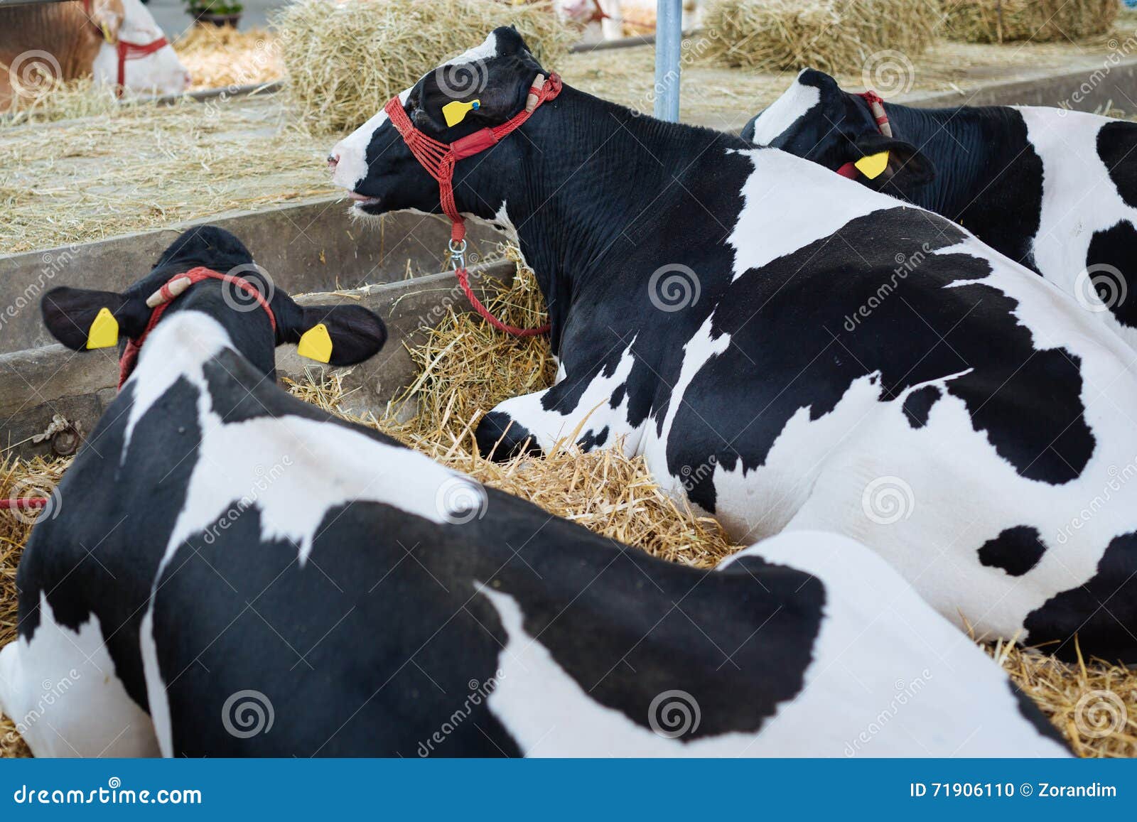 Cow in a stable stock photo. Image of group, bovine, dairy - 71906110